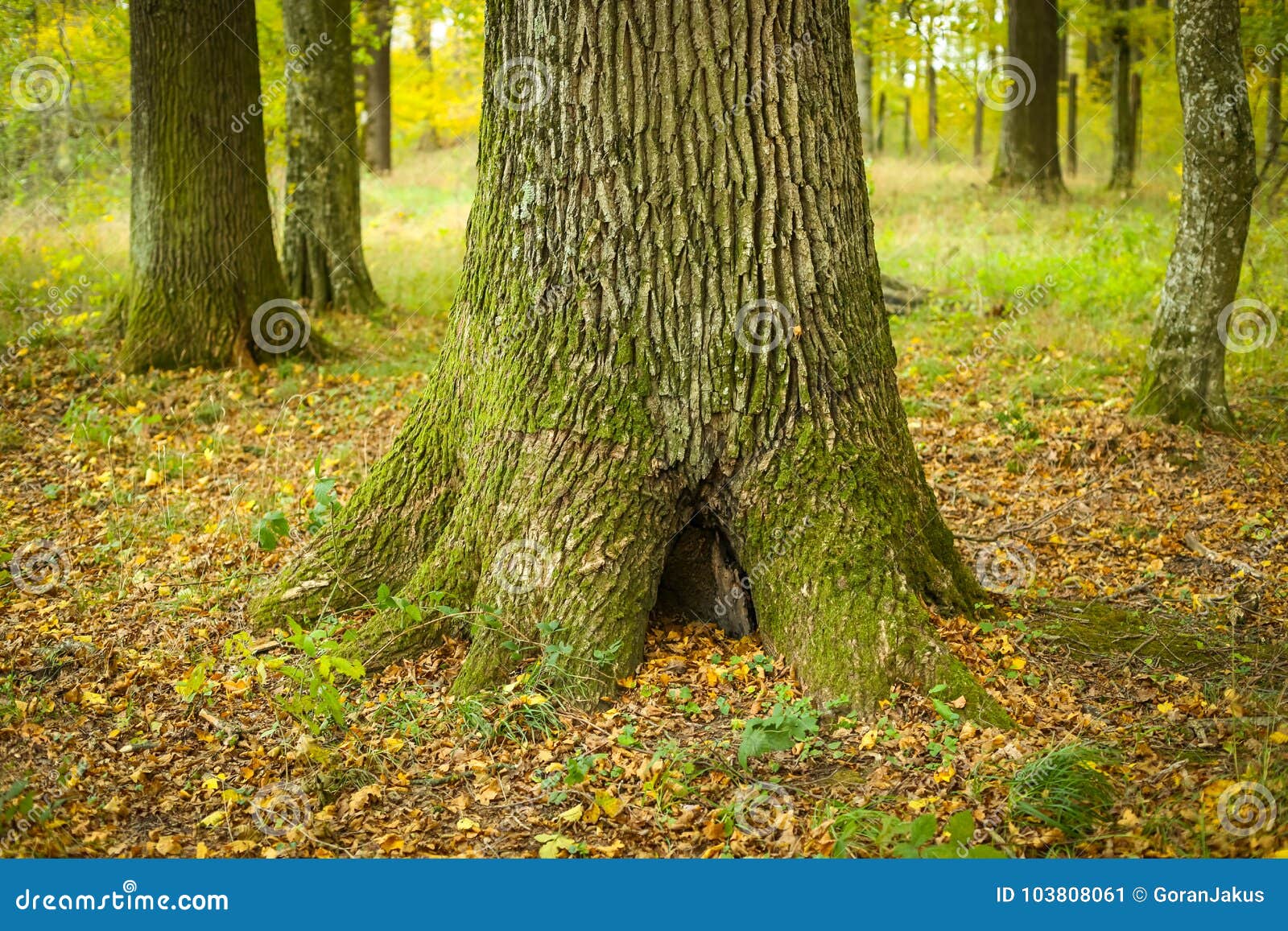 Tree trunk in forest stock image. Image of beech, green - 103808061