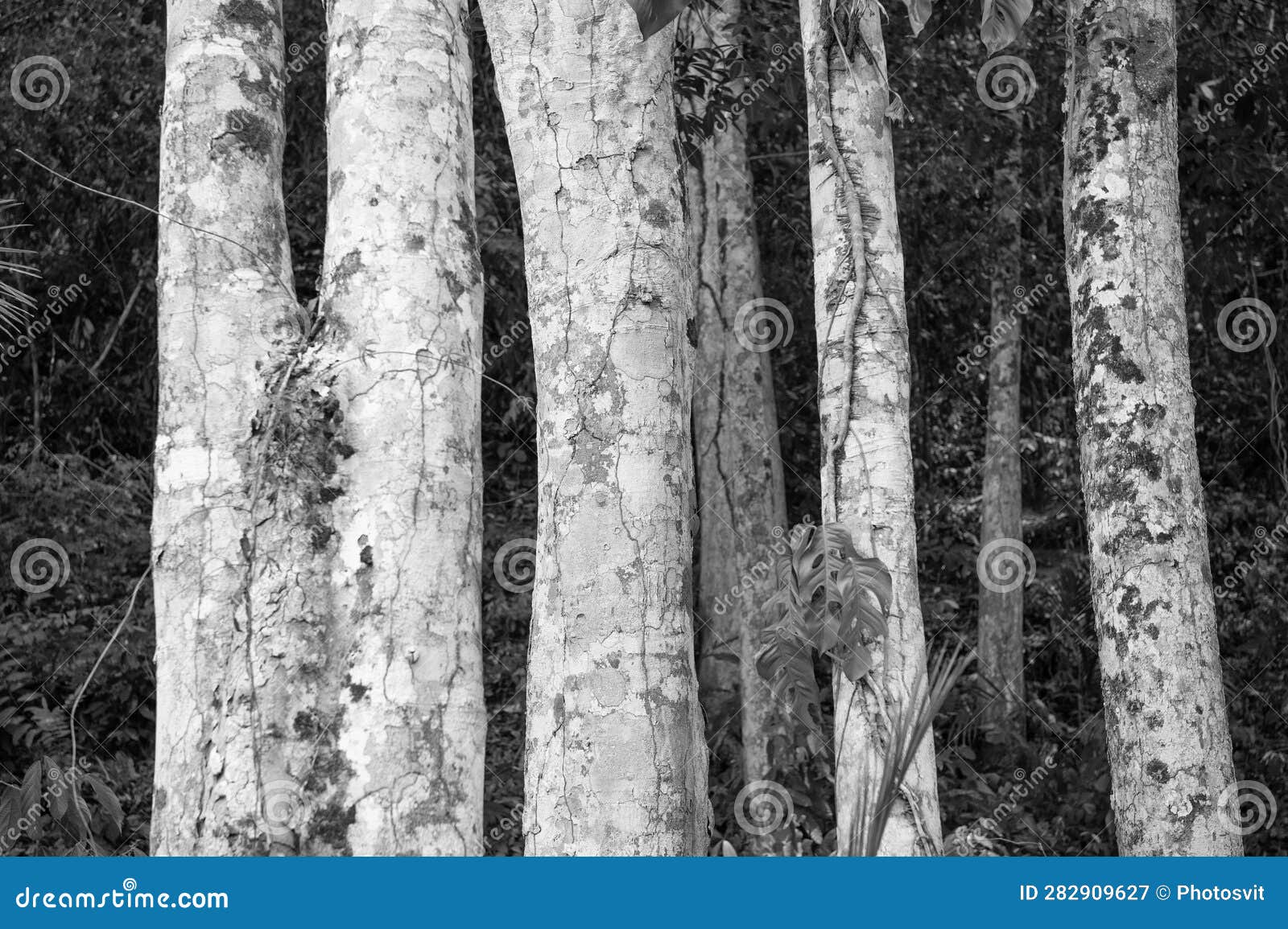 Tree Trunk in Forest. Tree Trunk in Wood. Tree Trunk Grey Color Stock ...