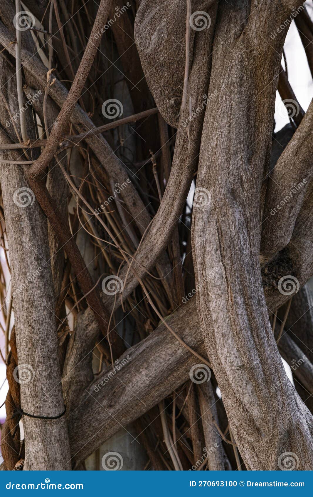 Tree Trunk Formed by a Set of Intertwined Branches Stock Photo - Image ...