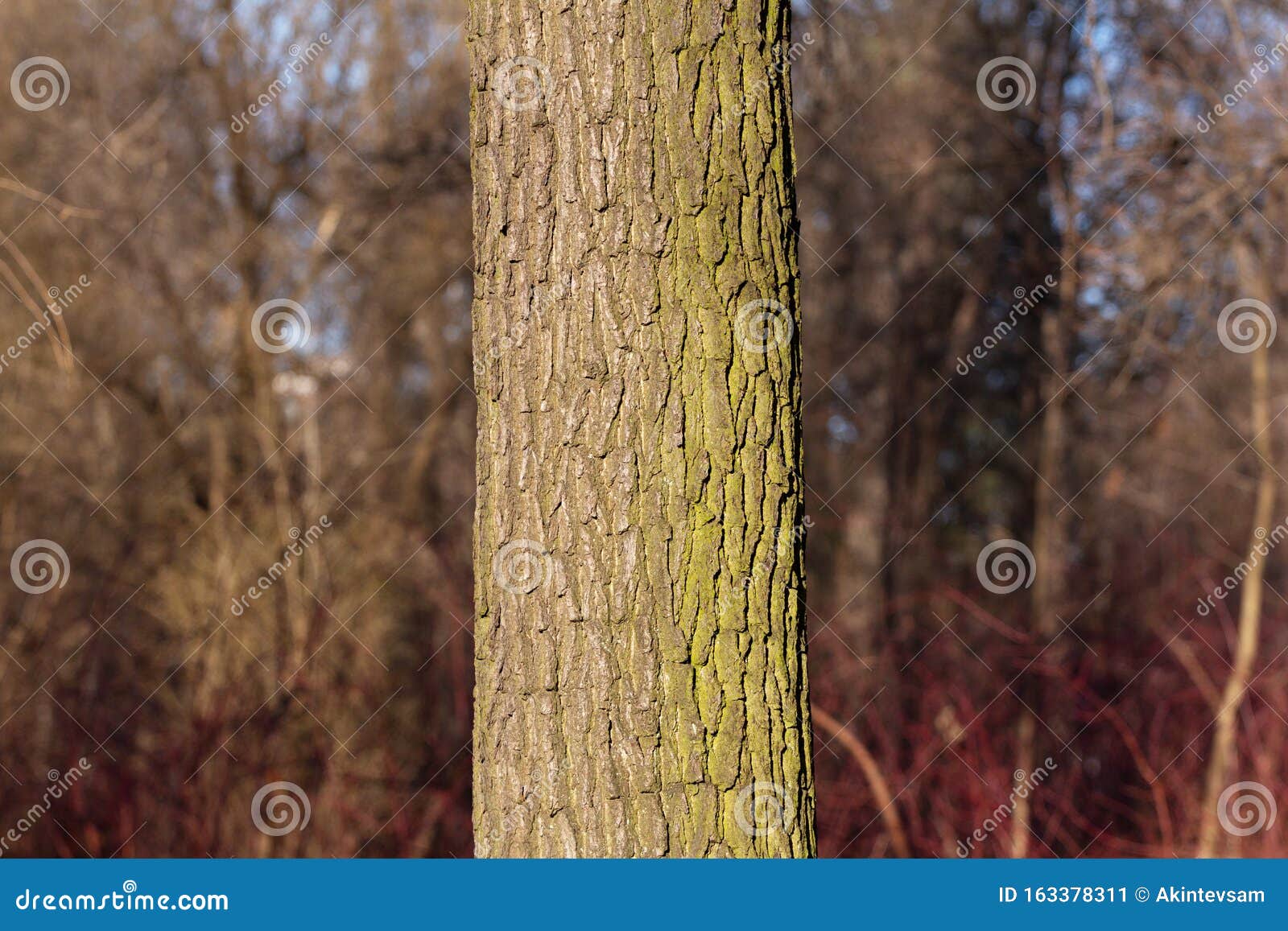 A Fragment of the Trunk of a Vertically Growing Tree with Green Moss on ...