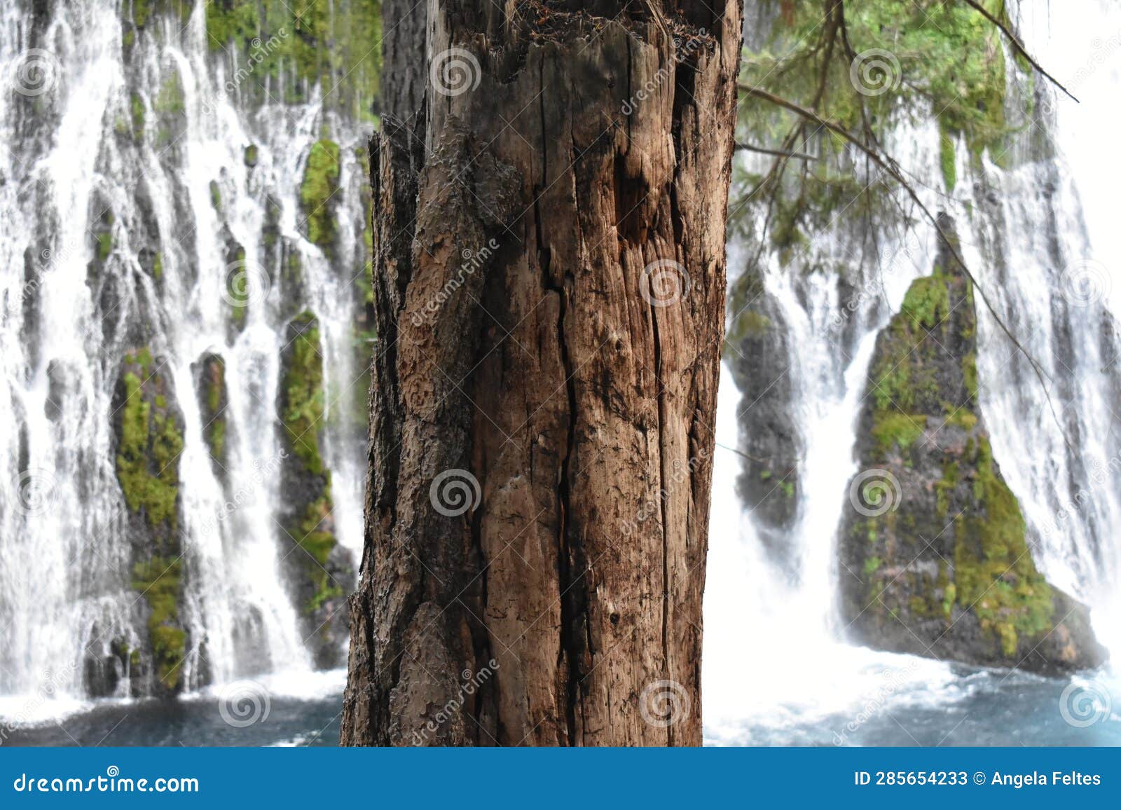 Tree Trunk in Front of Waterfall at McArthur Burney Falls Memorial ...