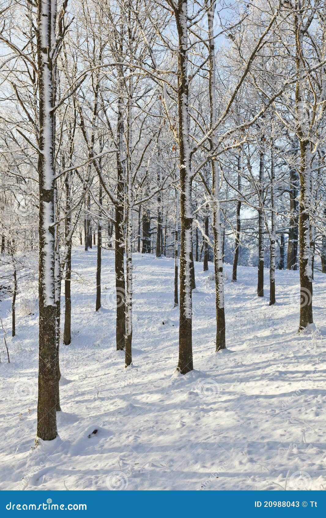 Tree trunk with frost stock image. Image of landscape - 20988043