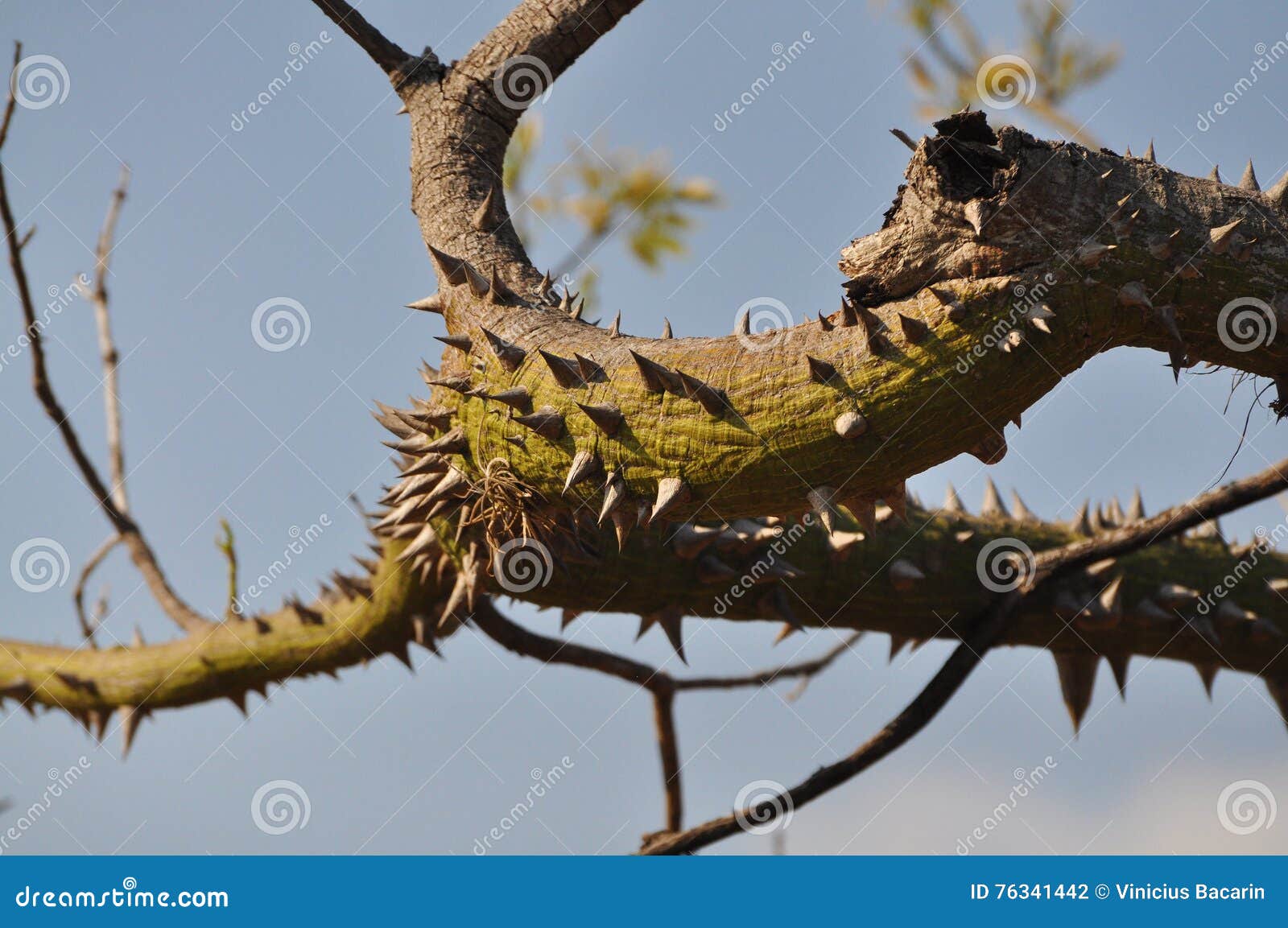 Tree Trunk Full of Thorny Branches Stock Photo - Image of green ...