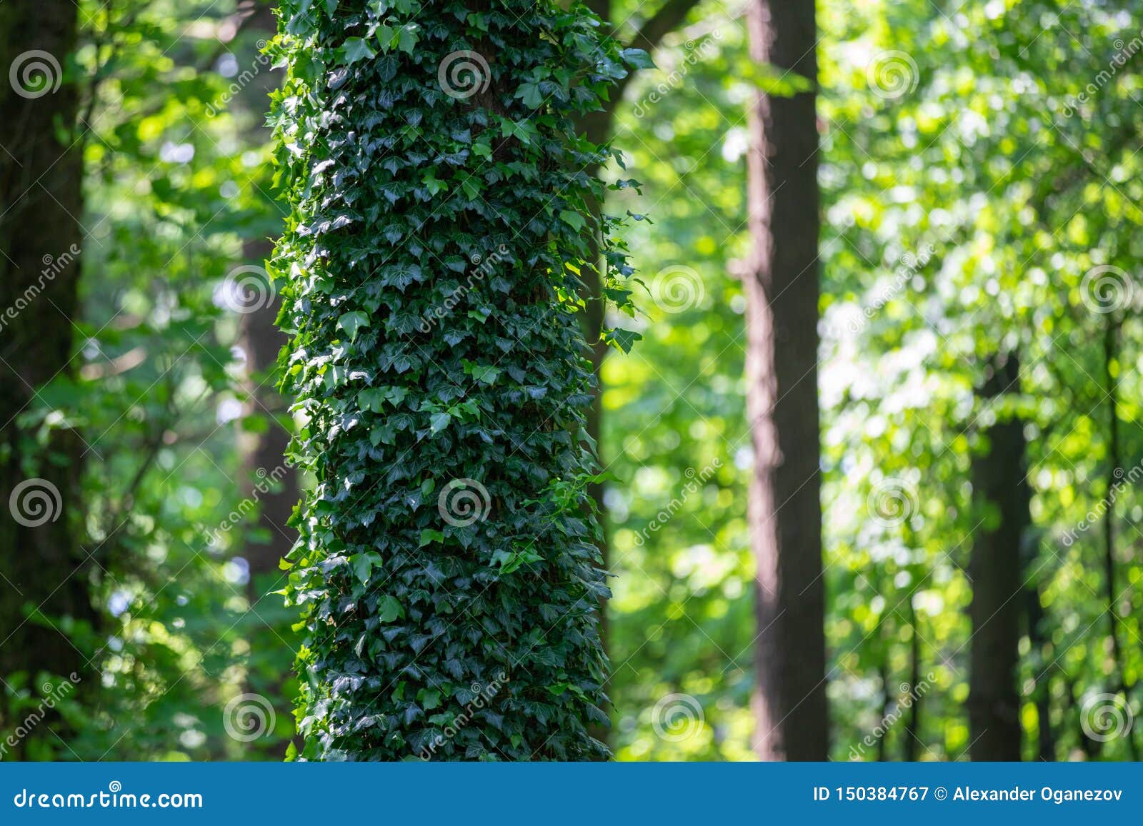 Tree Trunk Fully Covered in Creeping Vine Stock Image - Image of planet ...