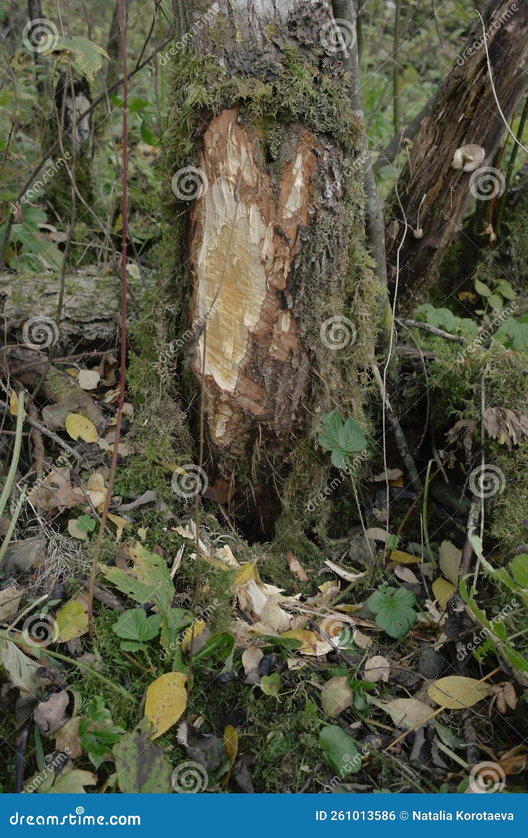 Tree Trunk Gnawed by a Beaver Stock Photo - Image of forest, hiking ...