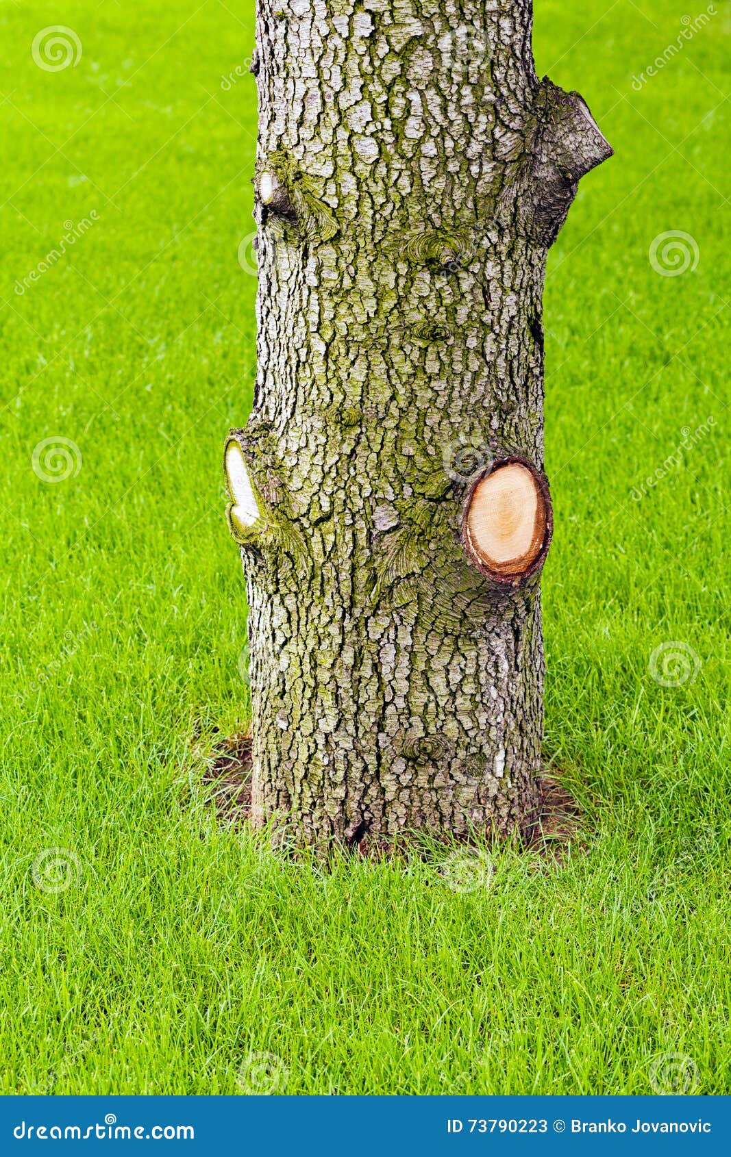 Tree trunk in the grass stock image. Image of grass, landscape - 73790223