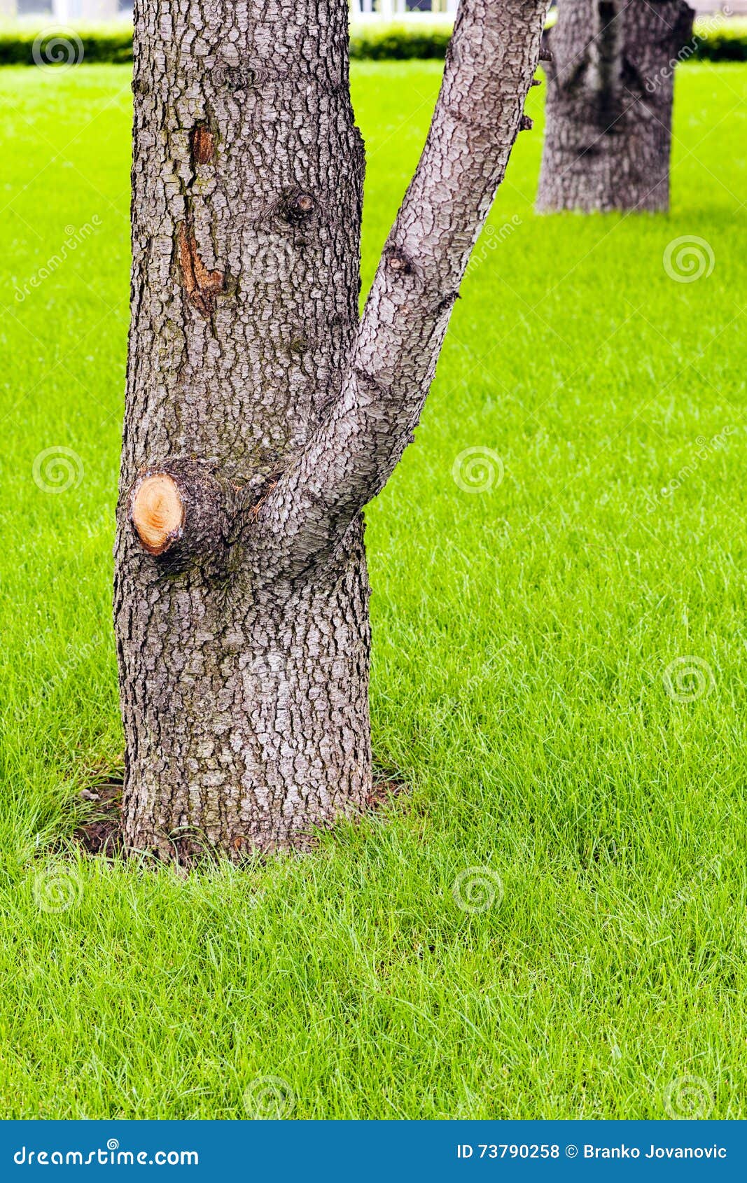 Tree trunk in the grass stock photo. Image of summer - 73790258