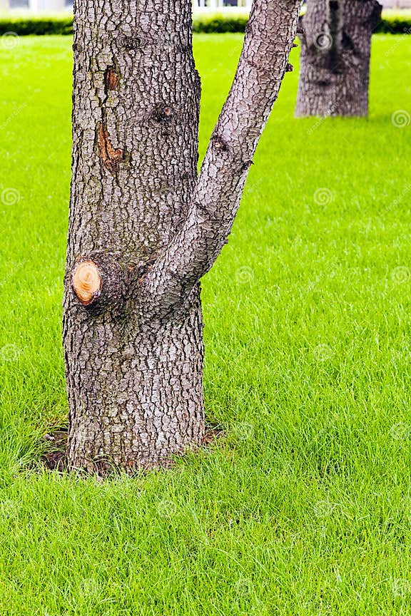 Tree trunk in the grass stock photo. Image of summer - 73790258