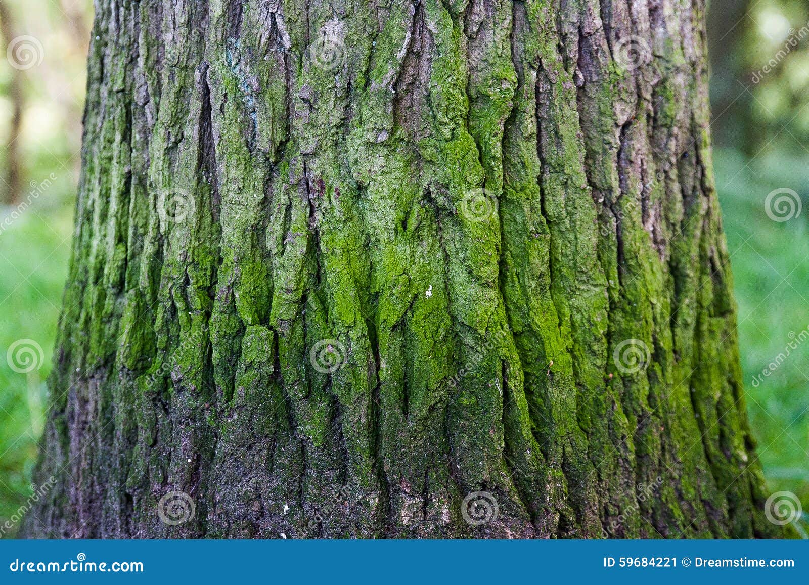 Tree Trunk with Green Bands Stock Image - Image of wood, trunk: 59684221