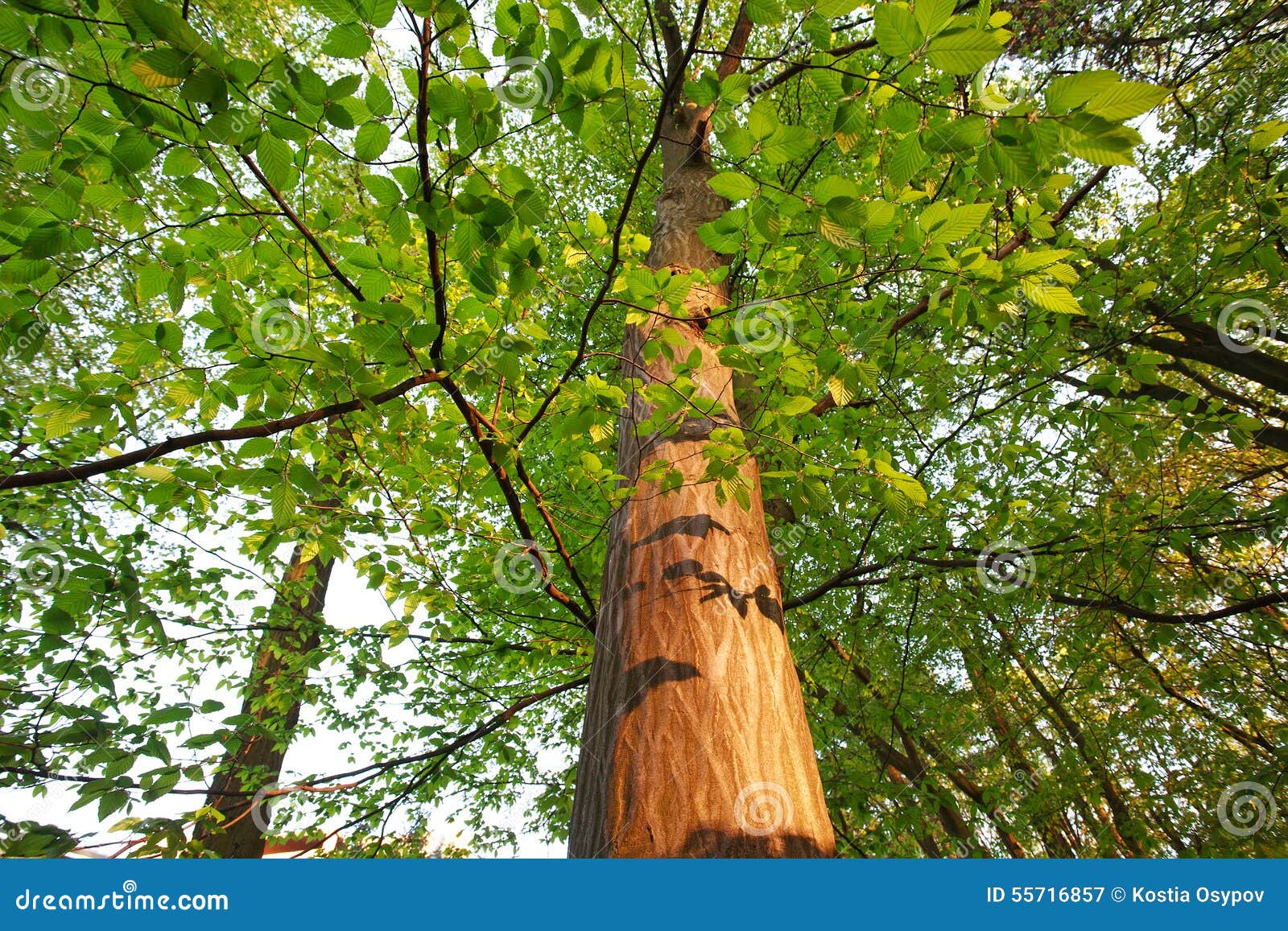 Tree Trunk in Green Deciduous Forest, in Sunset Light Stock Image ...