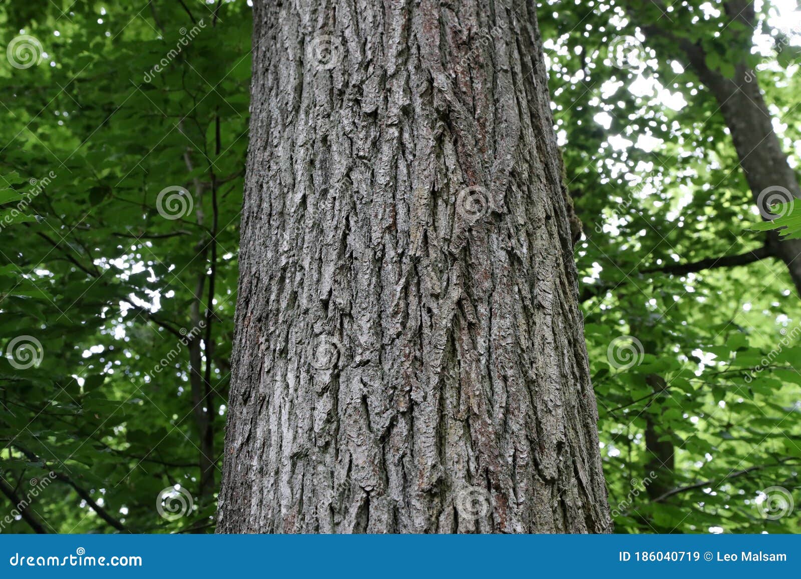 Tree Trunk on a Green Forest Background Stock Image - Image of mist ...