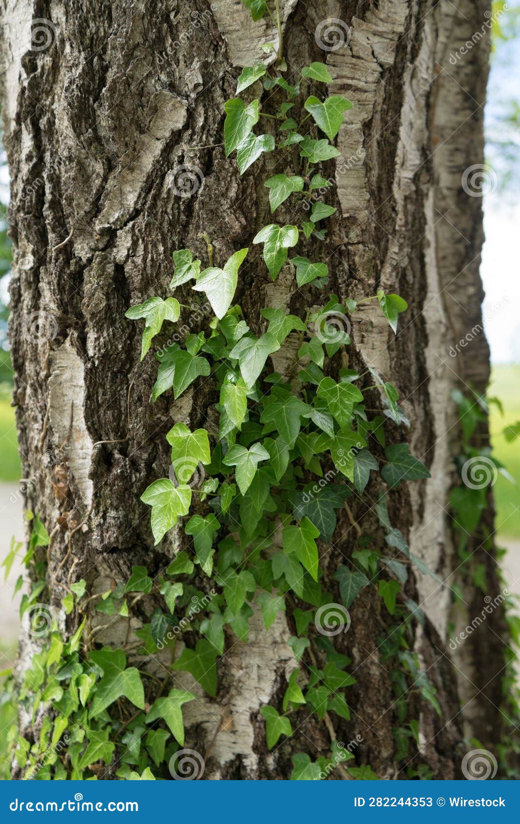 Tree Trunk with Green Ivy Foliage. Stock Image - Image of leafy, shady ...