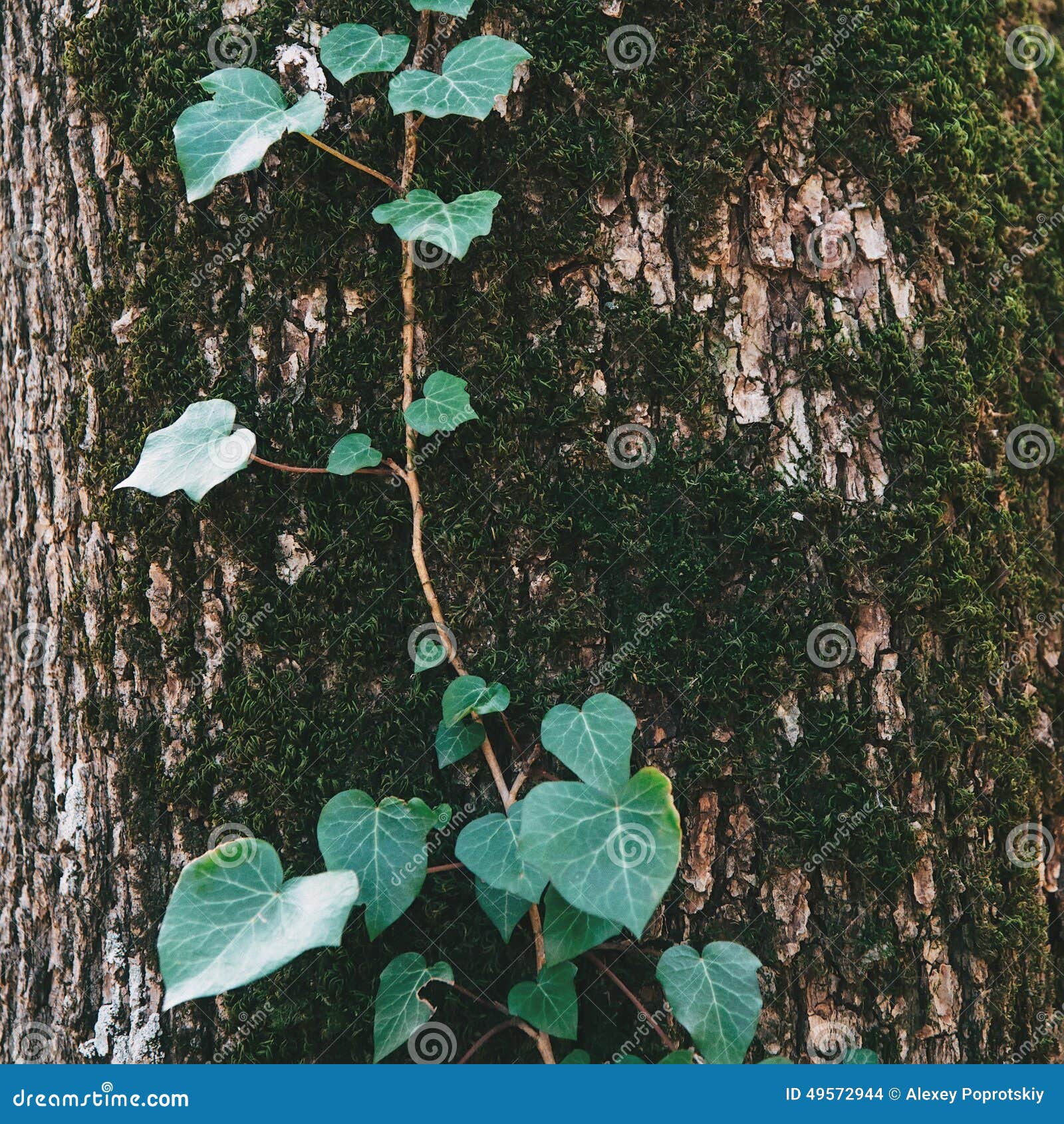 Tree Trunk with Green Leaves Stock Photo - Image of background ...