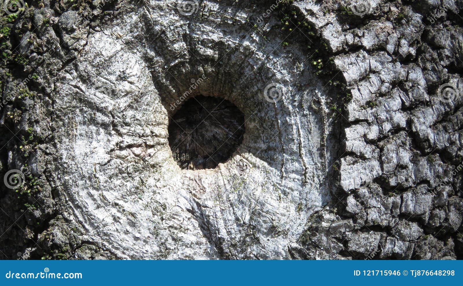 Tree Trunk with Green Moss Fungus and a Hole in it. Stock Photo - Image ... Tree Trunk with Green Moss Fungus and a Hole in it. Stock Photo - Image ...