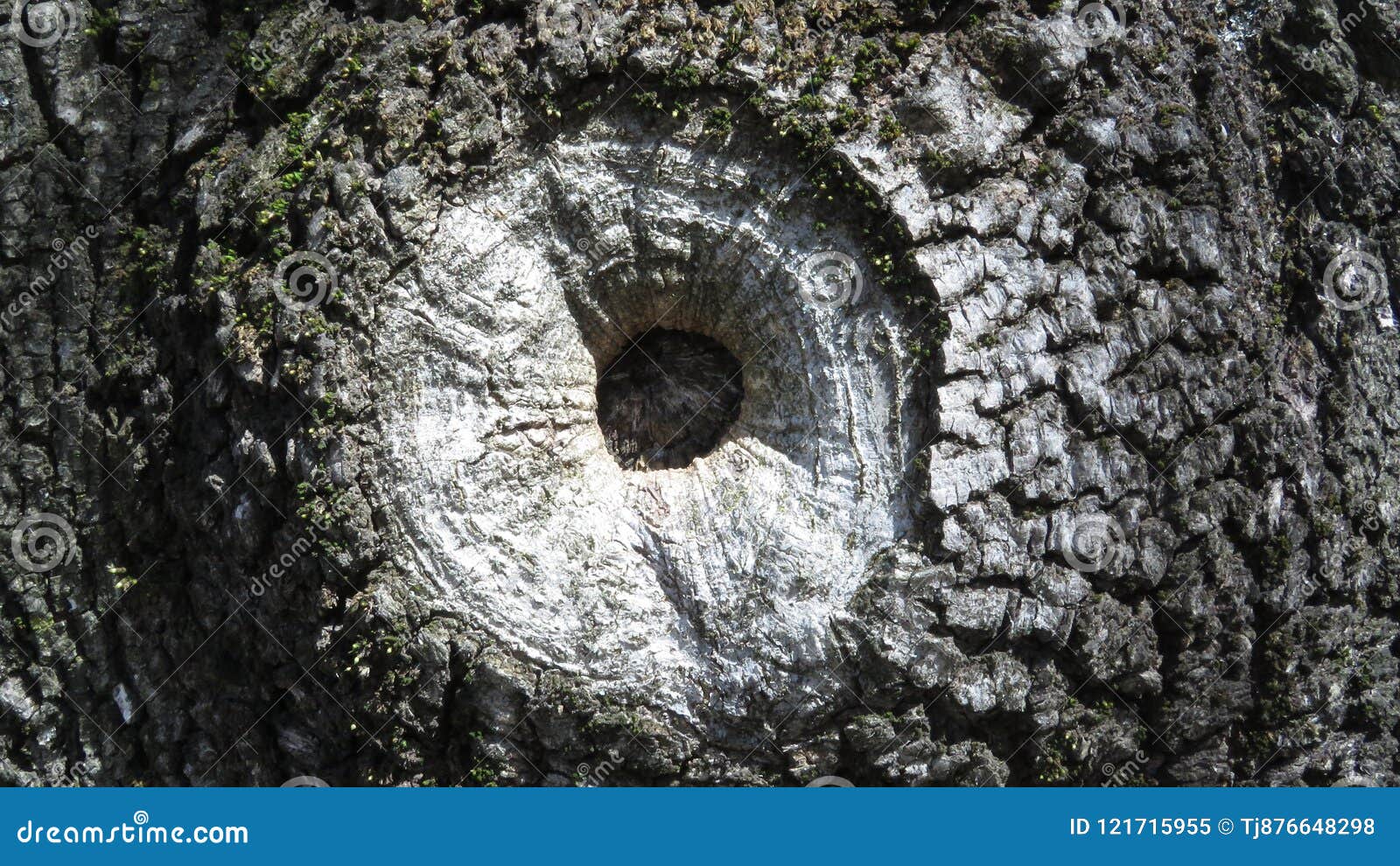 Tree Trunk with Green Moss Fungus and a Hole in it. Stock Image - Image ... Tree Trunk with Green Moss Fungus and a Hole in it. Stock Image - Image ...