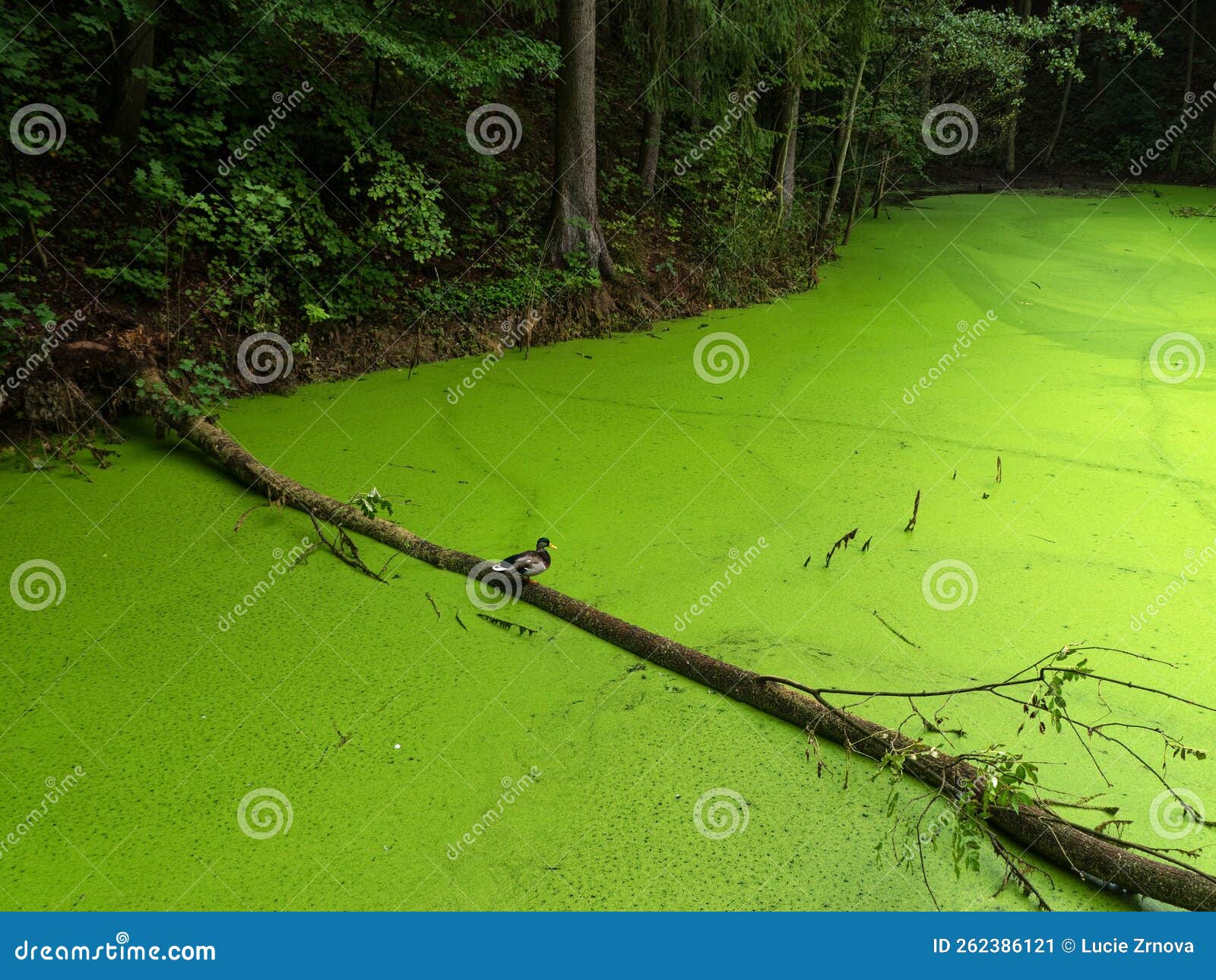 Tree Trunk Green Pond with Algae Stock Image - Image of color, bloom ...