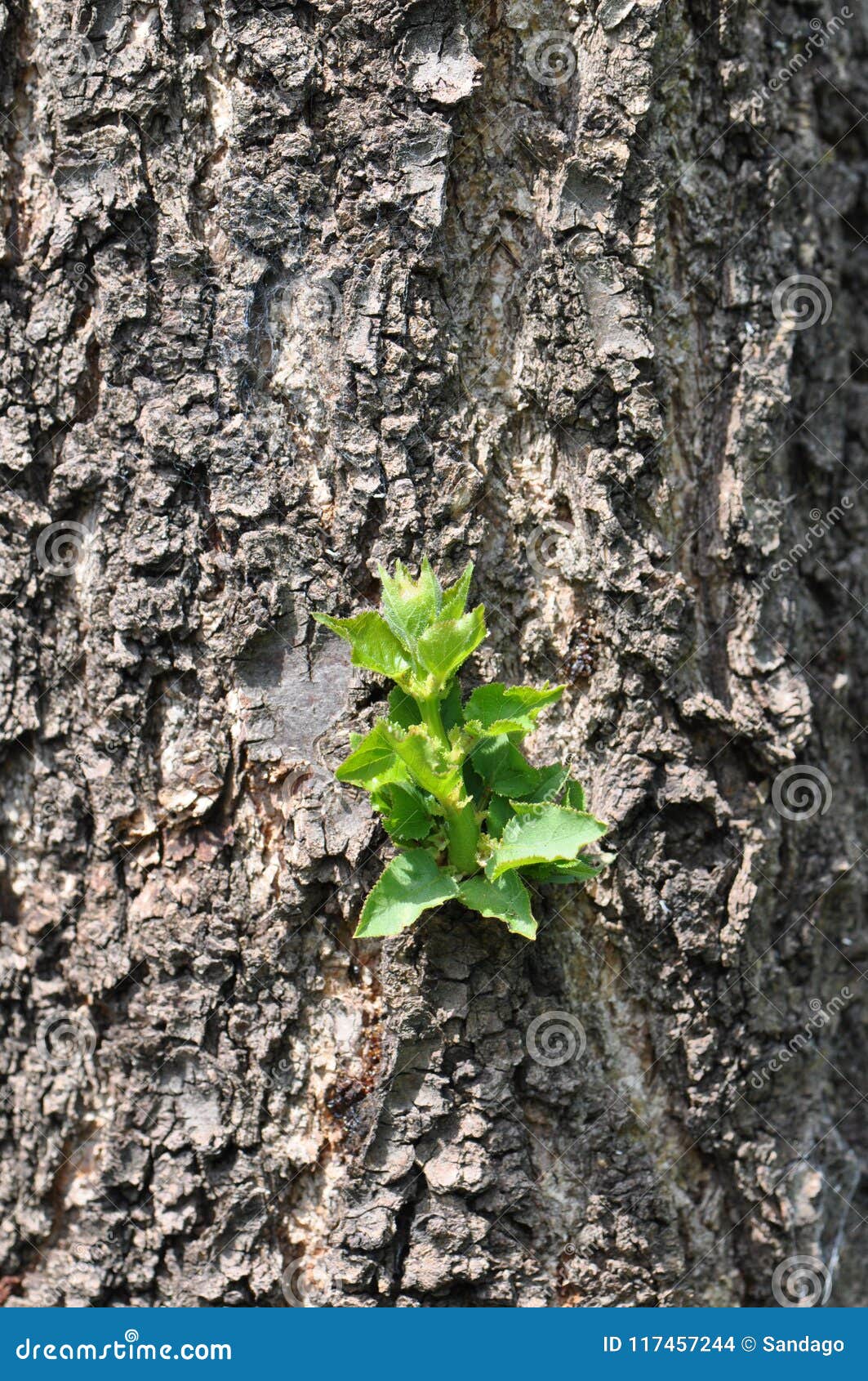 Tree Trunk with Green Sprout Stock Photo - Image of detail, background ...
