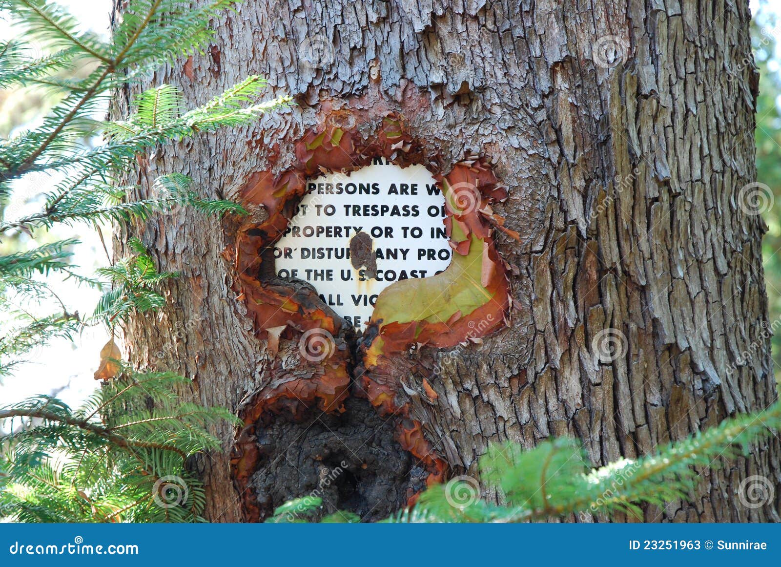 Tree Trunk Growing Around and Enveloping Metal Sig Stock Image - Image ... Tree Trunk Growing Around and Enveloping Metal Sig Stock Image - Image ...