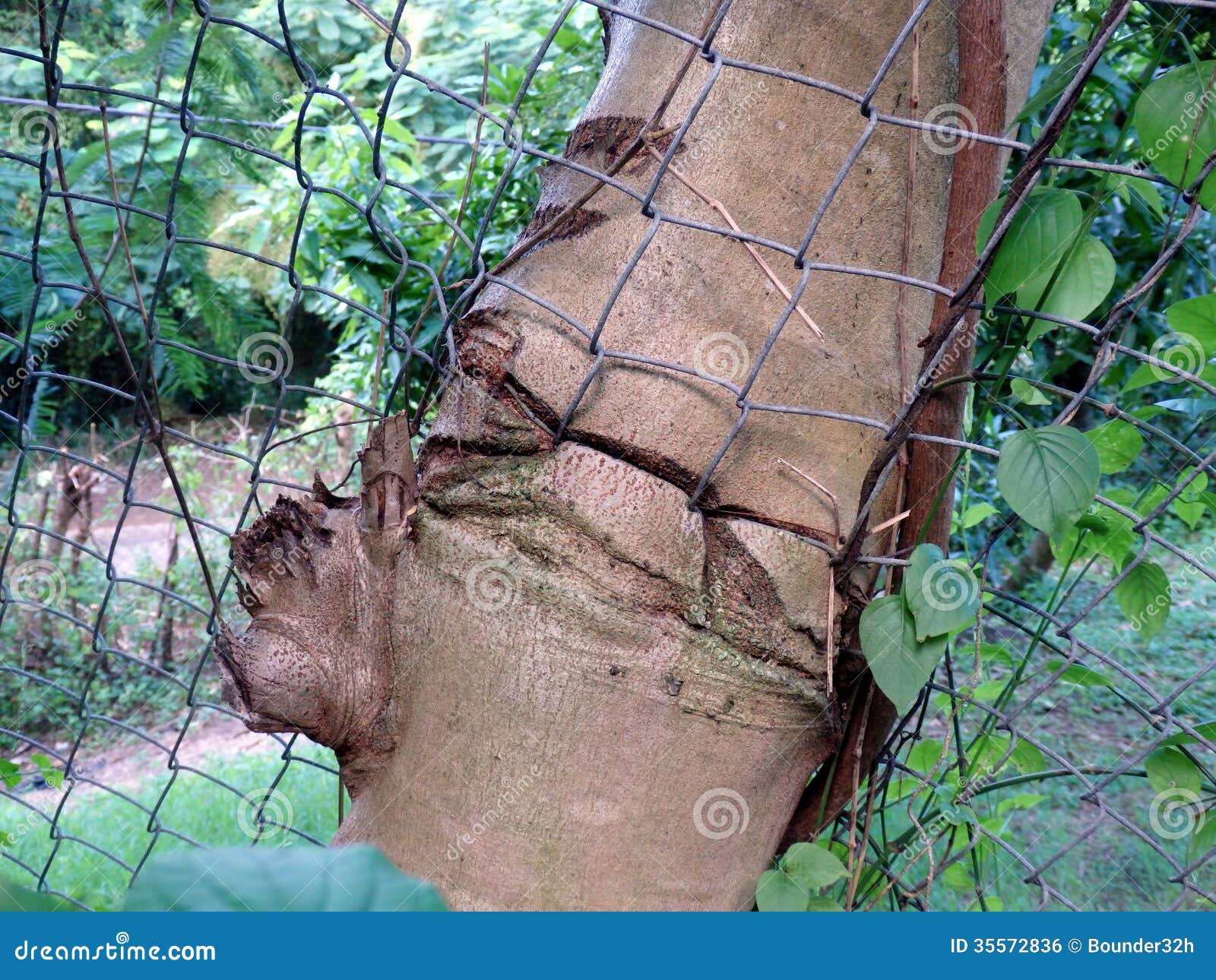 A Tree Trunk Growing through a Wire Fence Stock Photo - Image of hardy ...