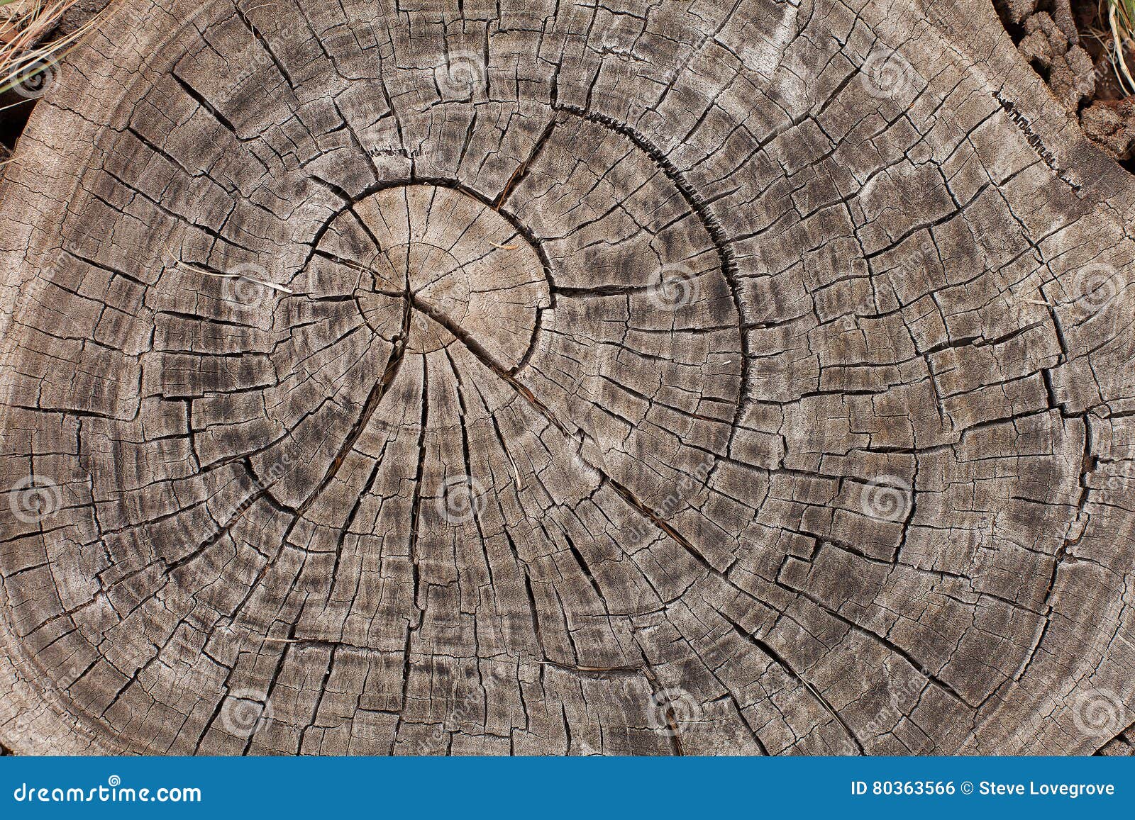 Tree trunk growth rings stock photo. Image of cutlery - 80363566