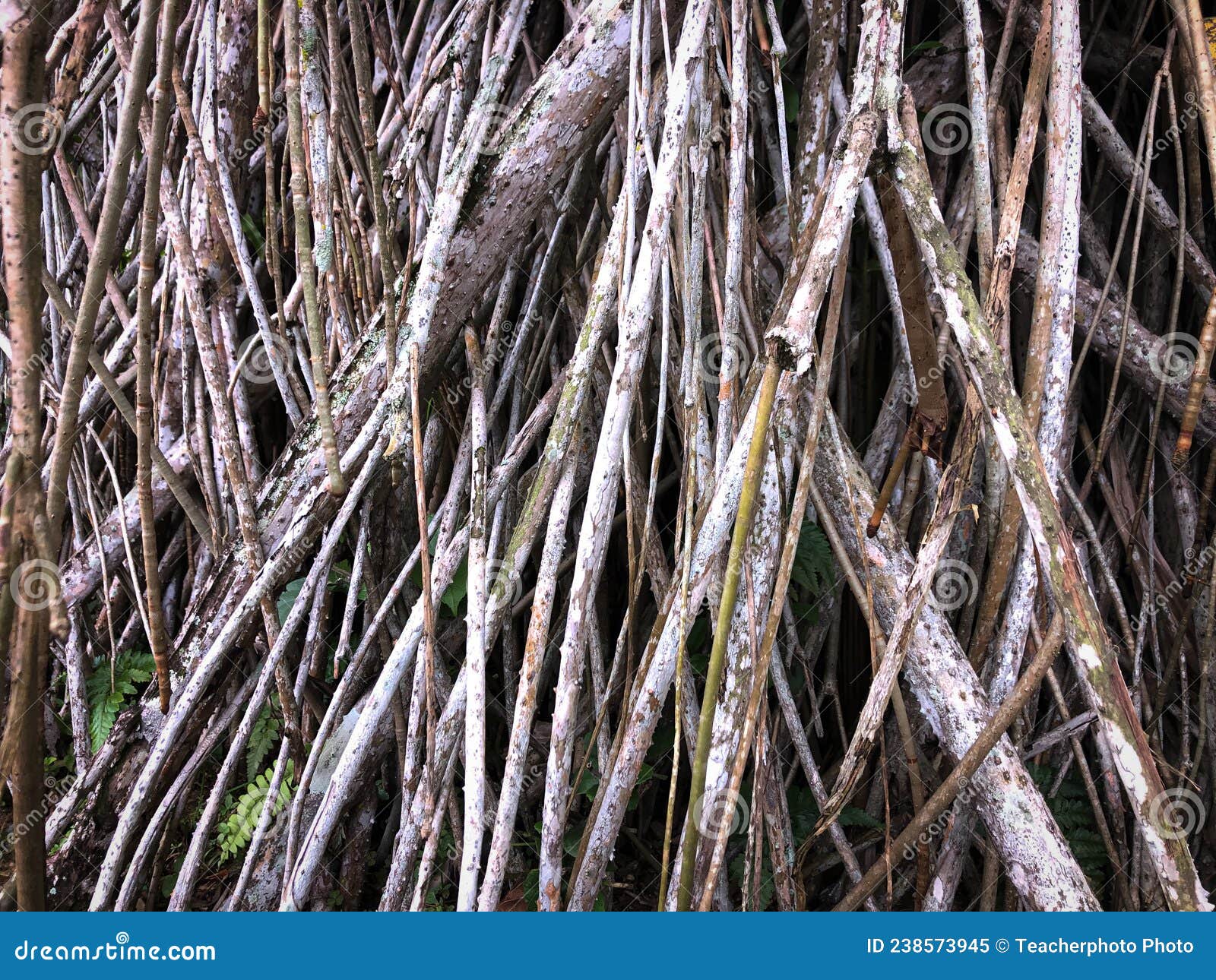 Natural Root Texture Background Material Royalty-Free Stock Photo ...