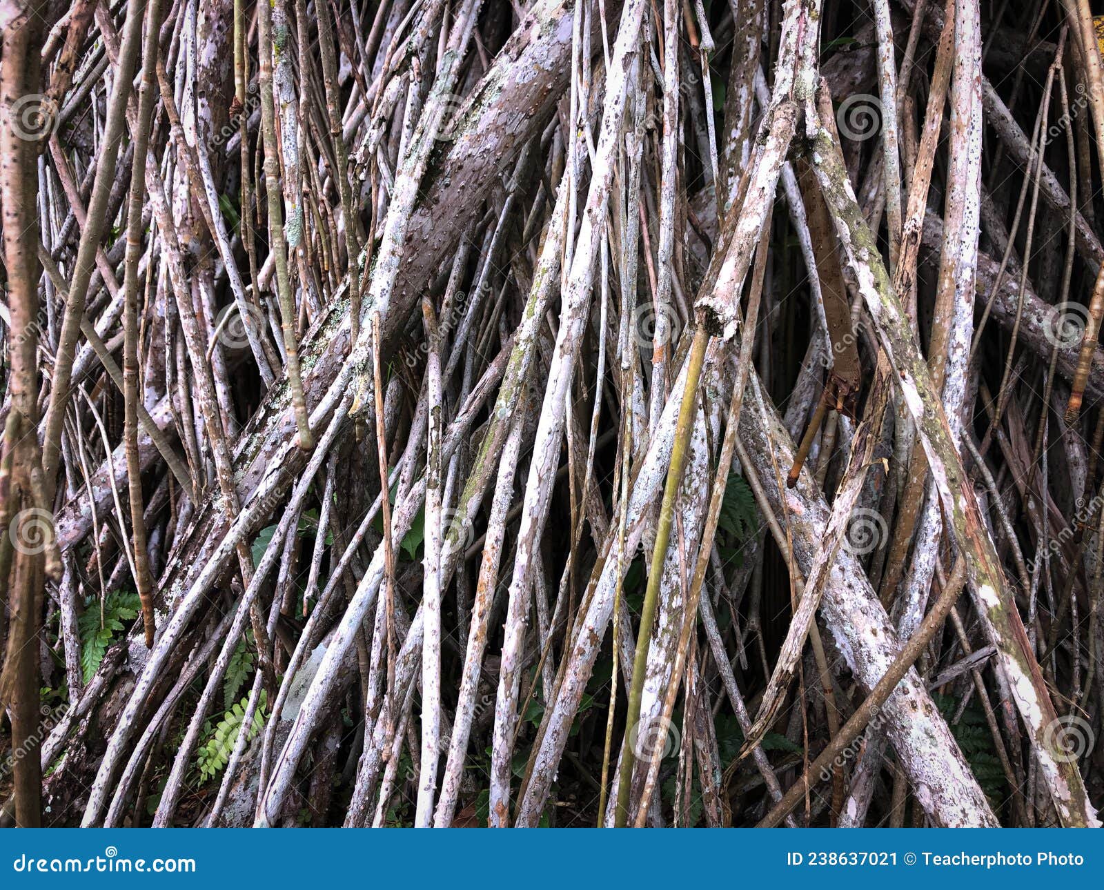 Natural Root Texture Background Material Royalty-Free Stock Photo ...