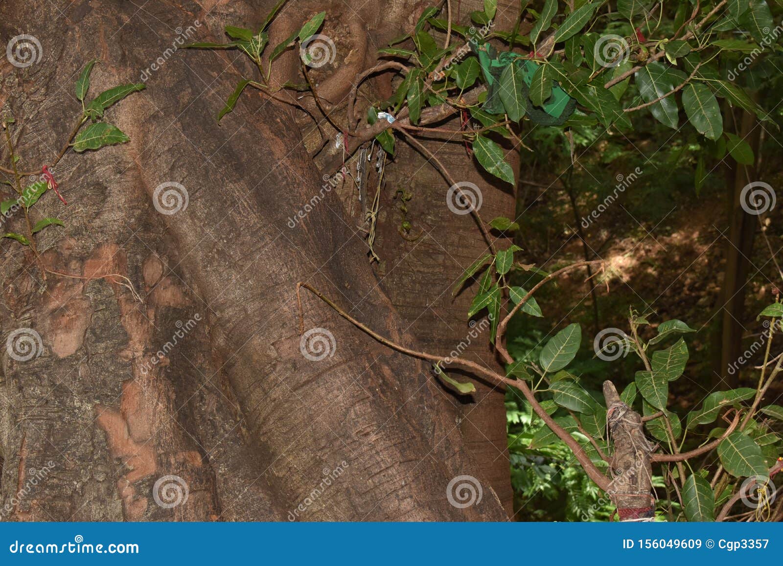 Tree Trunk Having Small Stems with Leaves in the Forest Stock Image ...