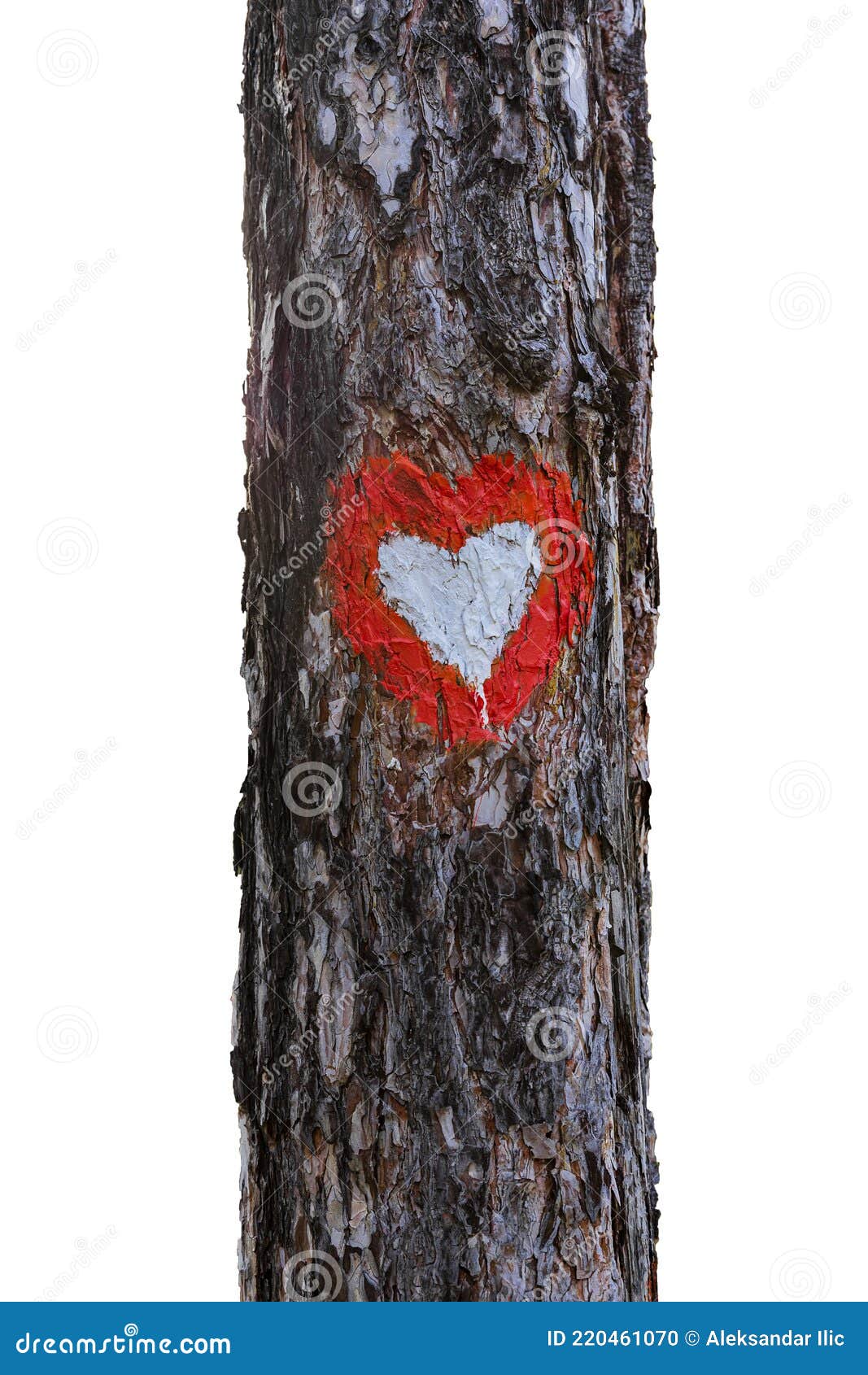 Tree Trunk with Heart Sign on it Isolated Stock Photo - Image of green ...