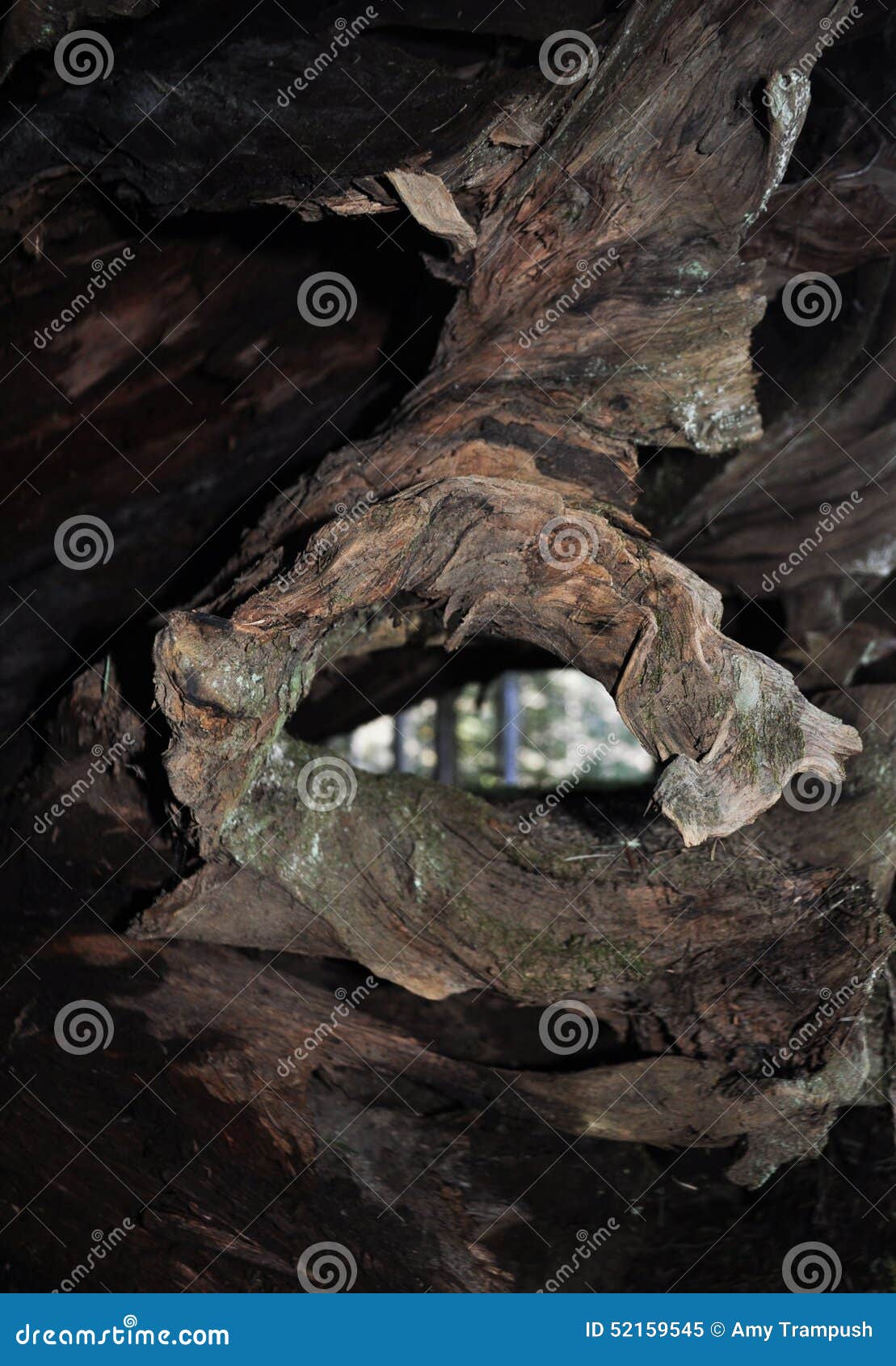 Tree trunk hole stock image. Image of northwest, redwood - 52159545