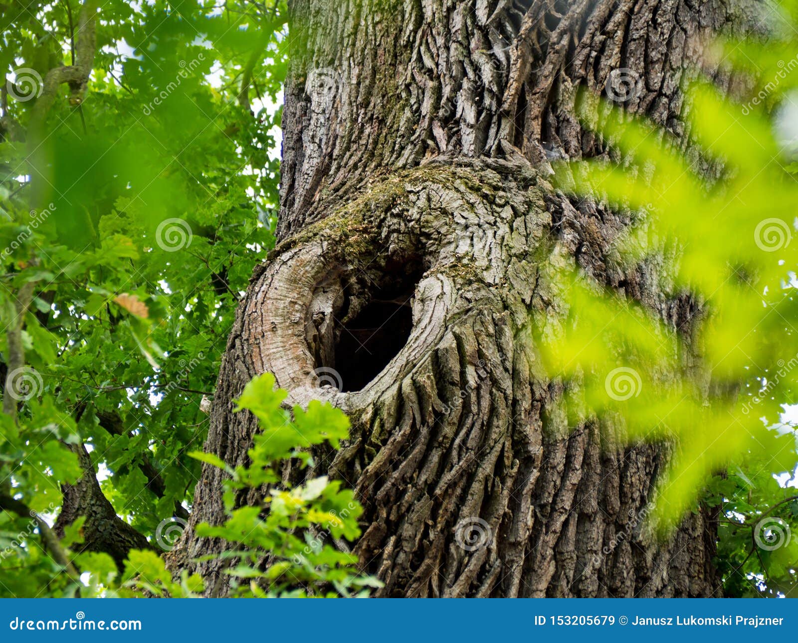 Tree trunk with a hole stock image. Image of rough, park - 153205679