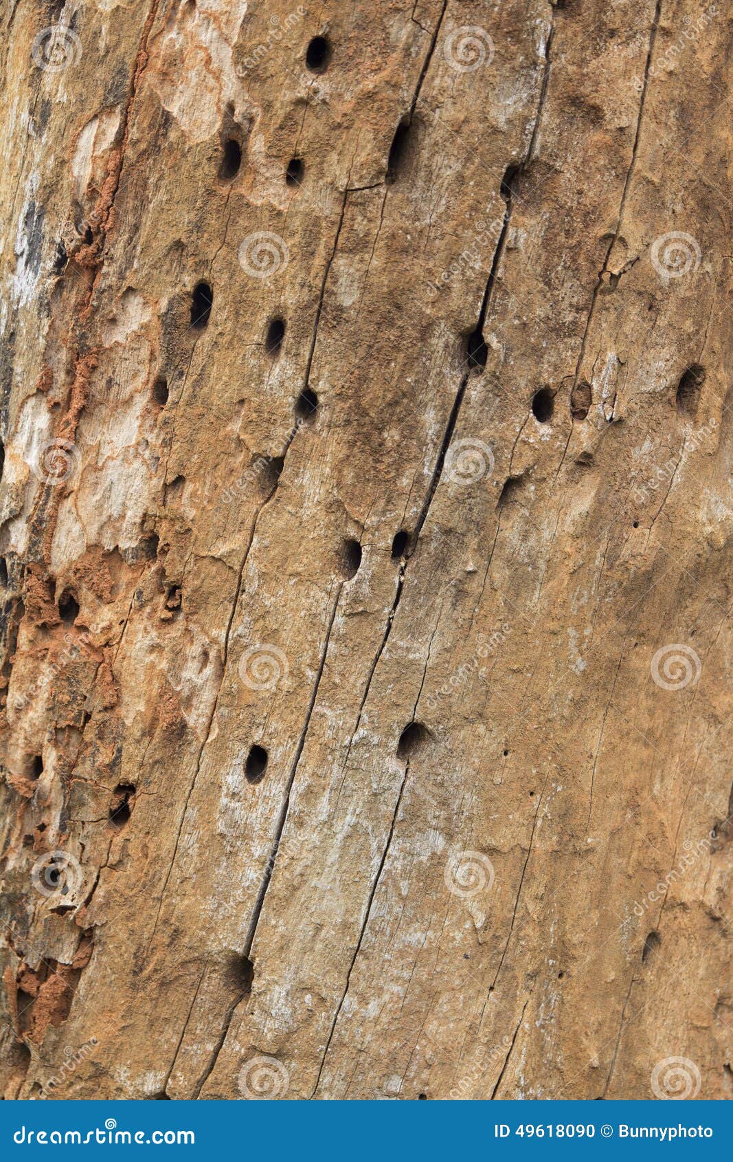 Tree trunk with holes stock photo. Image of brown, tree - 49618090