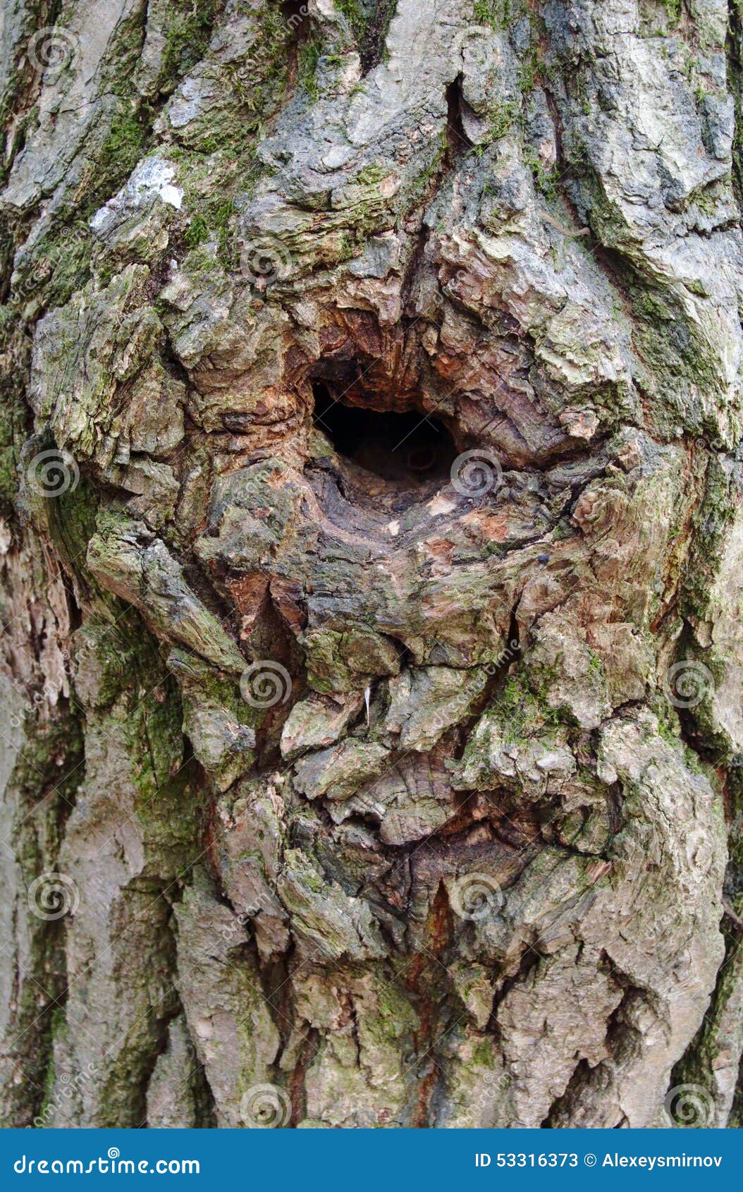 Tree trunk with a hollow stock image. Image of pattern - 53316373
