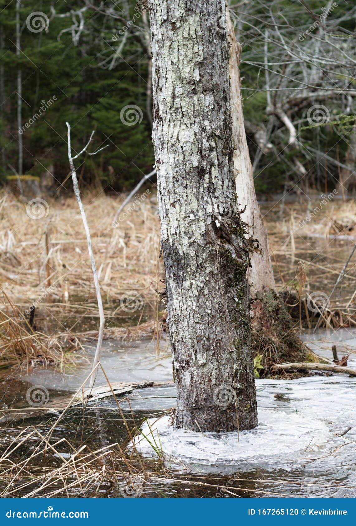 Tree Trunk in Ice stock photo. Image of winter, woods - 167265120