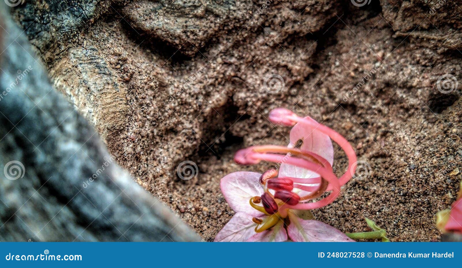 Tree Trunk Image with Flower Inside in the Garden. Stock Photo - Image ...