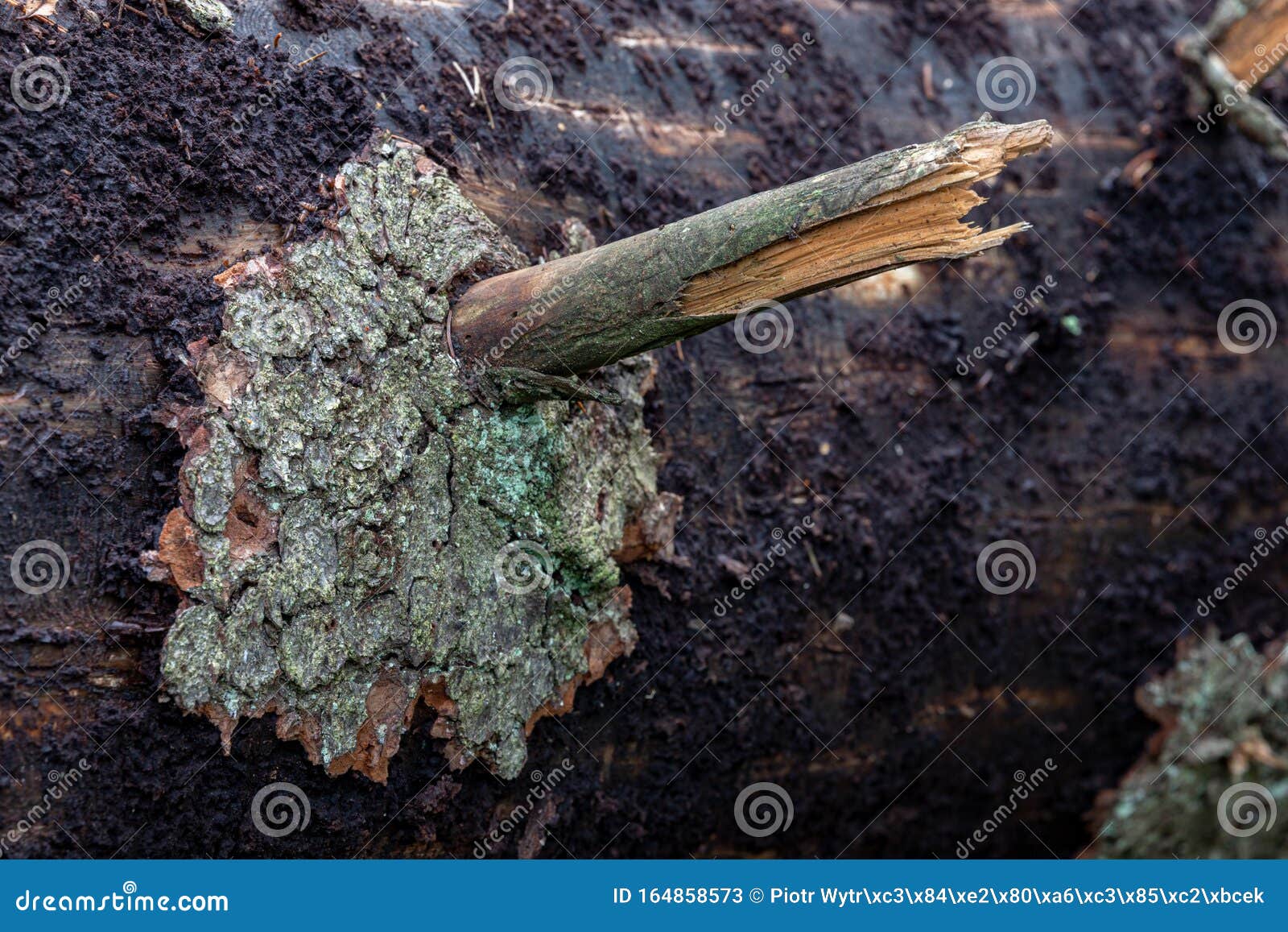 Tree Trunk Infested with Bark Beetle. Tree Trunk Eaten by Forest ...