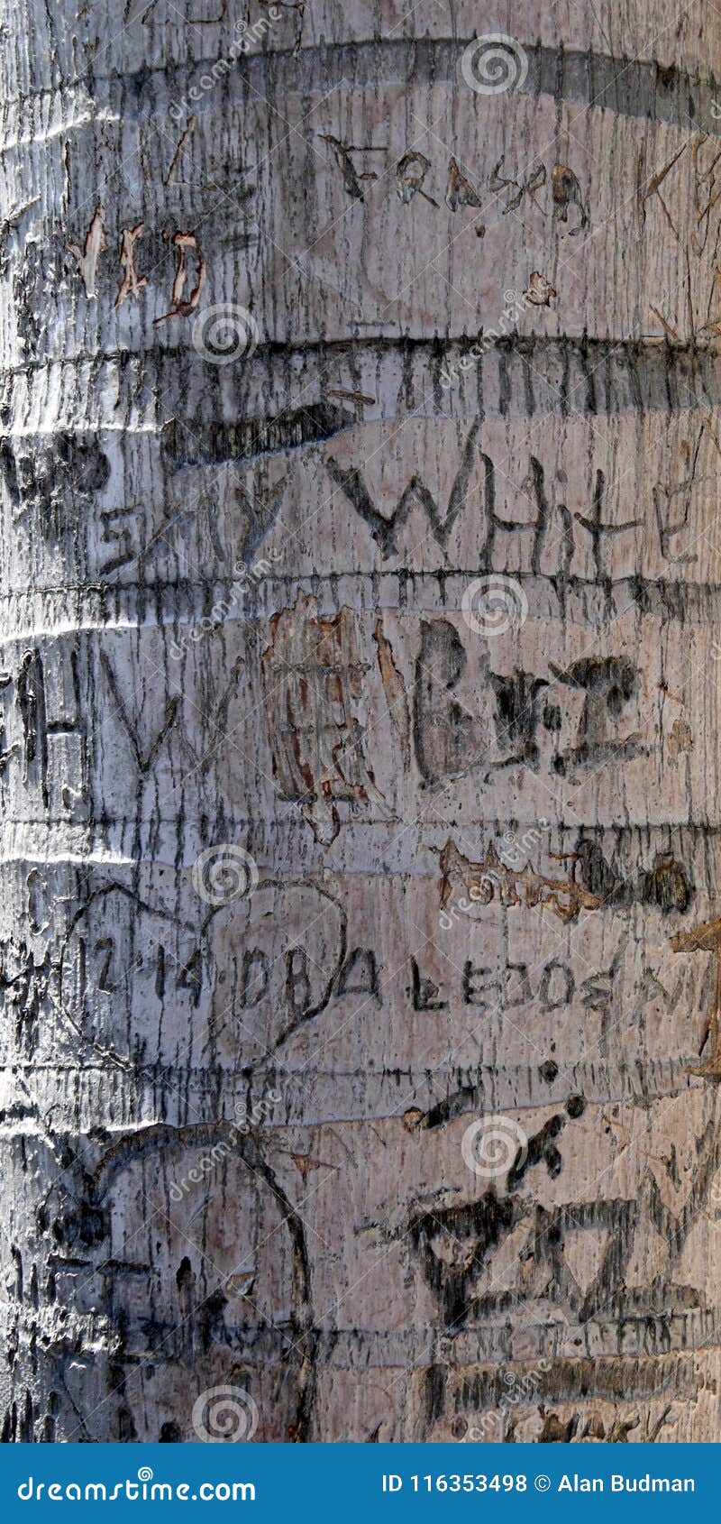 Tree Trunk with Initial and Date Carvings Stock Photo - Image of ...