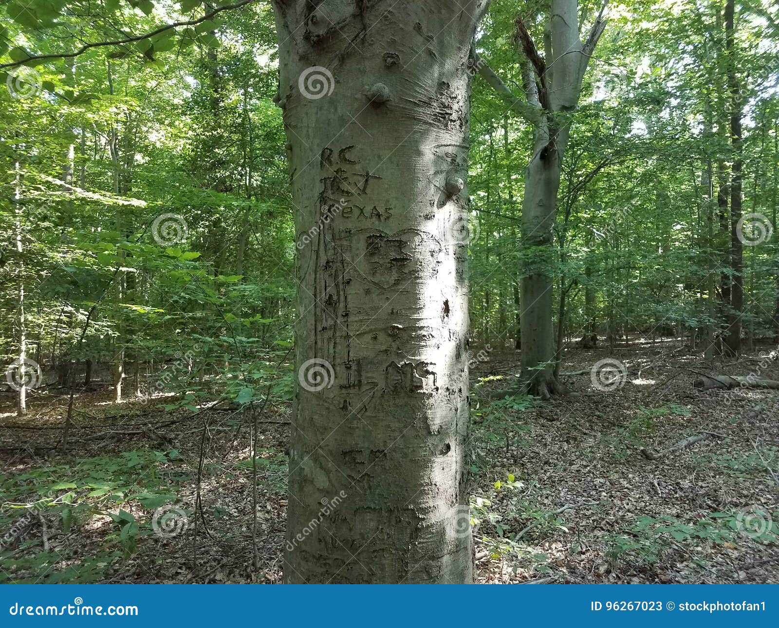 Tree Trunk with Initials and Names Carved on it Stock Image - Image of ...