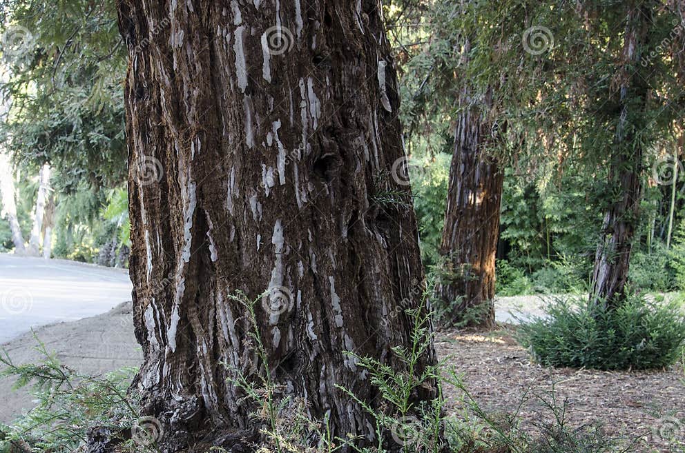 Tree Trunk with Interesting Bark Stock Image - Image of mulch, strong ...