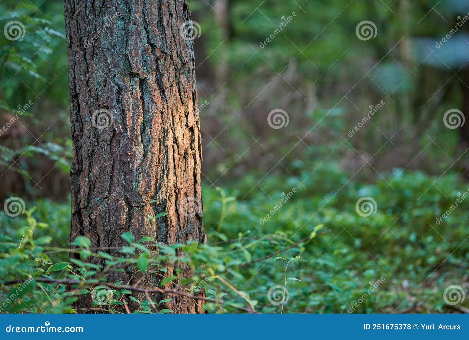Tree Trunk Isolated Against a Bright, Colourful Leafy Forest Background ...