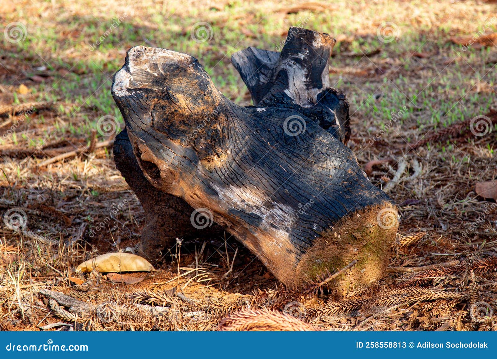 Tree Trunk Isolated and Burned with Coal on the Surface Stock Image ...