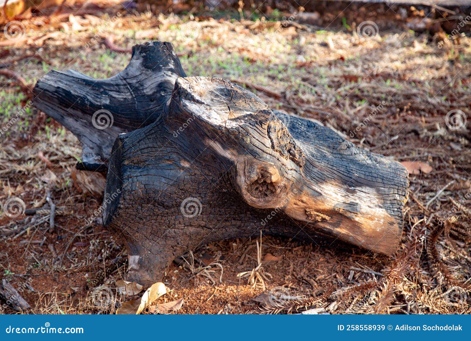 Tree Trunk Isolated and Burned with Coal on the Surface. Stock Image ...