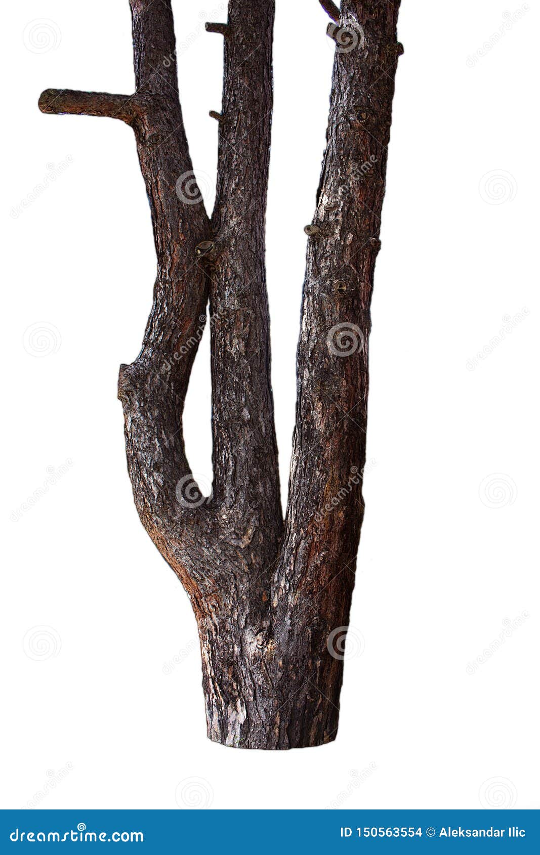 Tree Trunk Isolated on White Background. for Copy Space, Arrows ,Signs ...