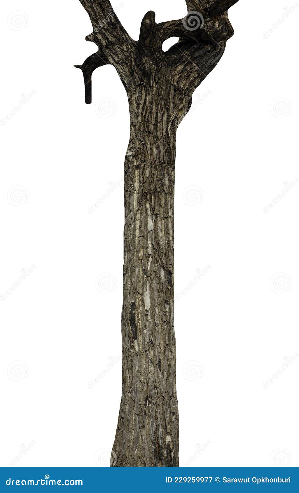 Tree Trunk Isolated on White Background. this Has Clipping Path. Stock ...