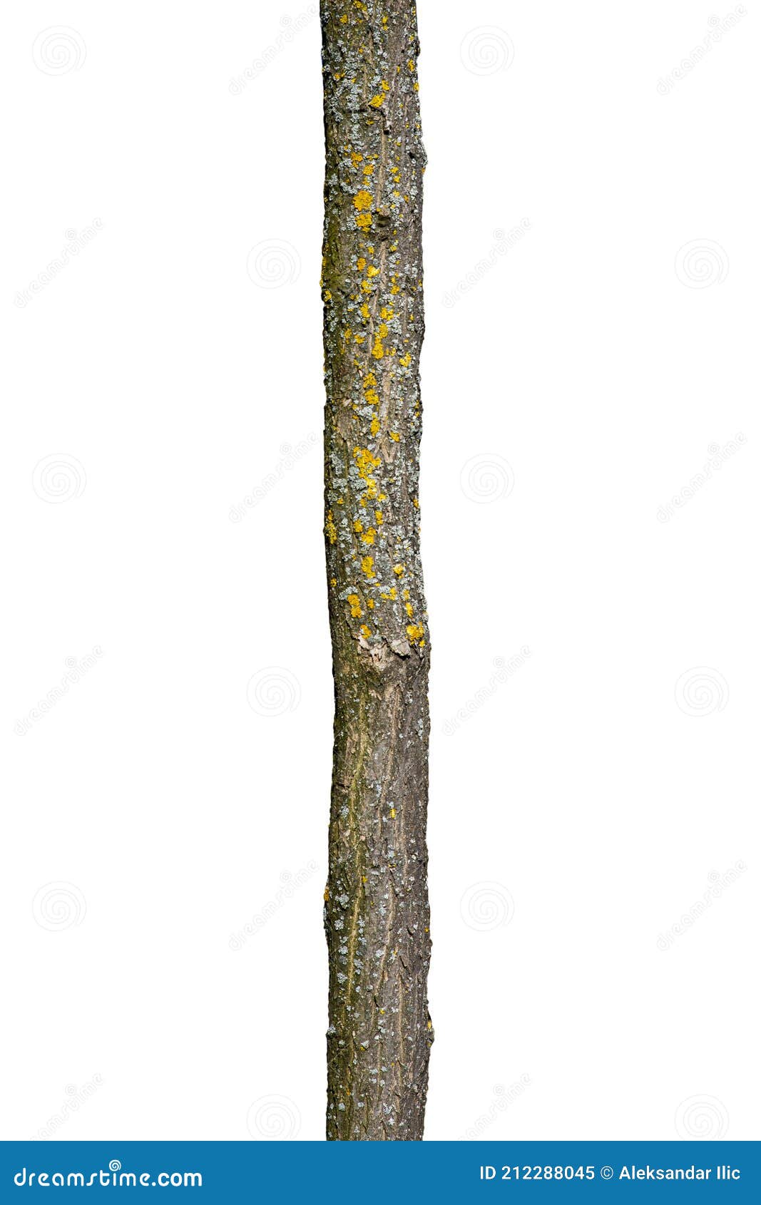 Tree Trunk Isolated on White Stock Image - Image of bark, empty: 212288045