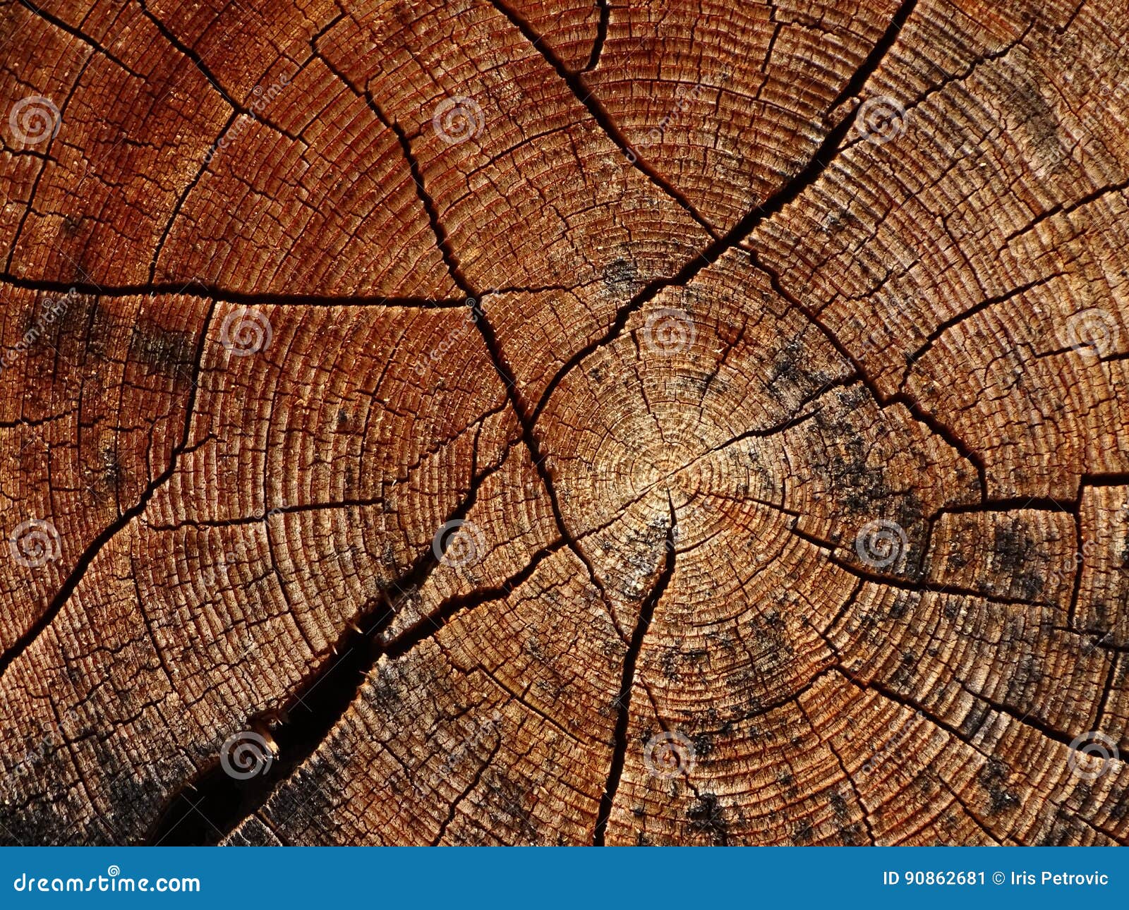 Tree Trunk and Its Annual Rings Stock Image - Image of circle, natural ...