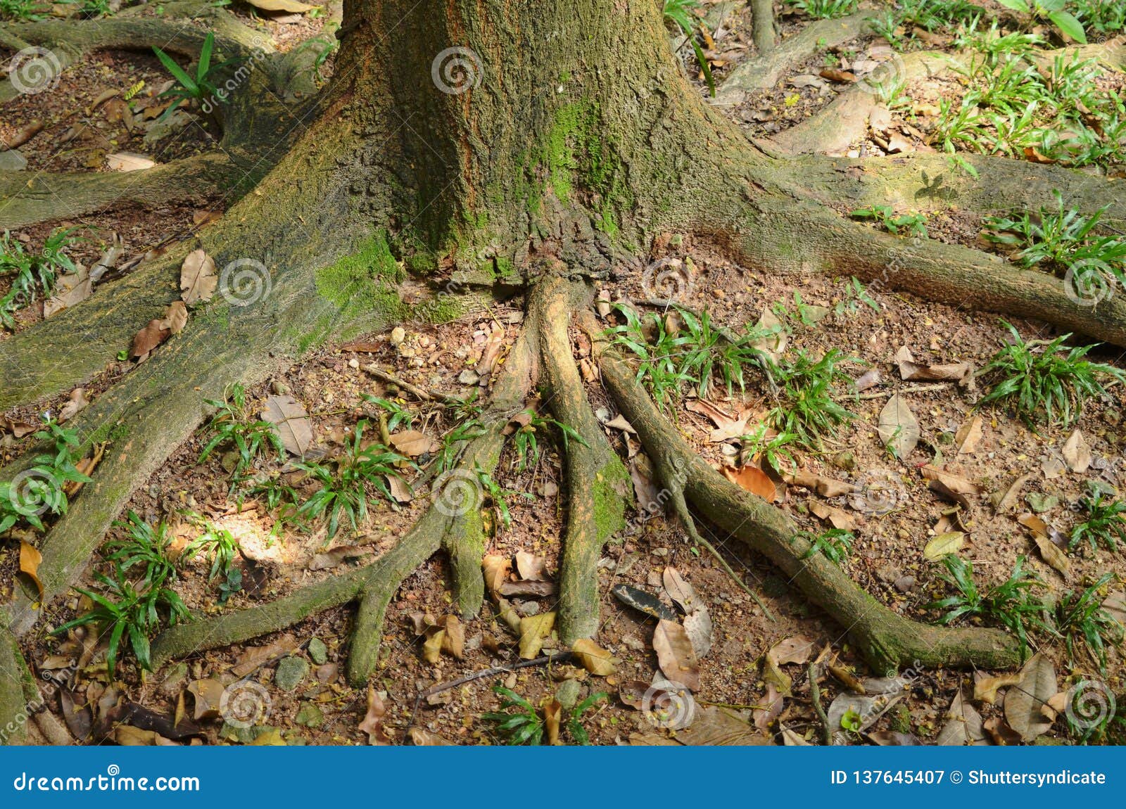 Tree trunk and its roots stock image. Image of root - 137645407
