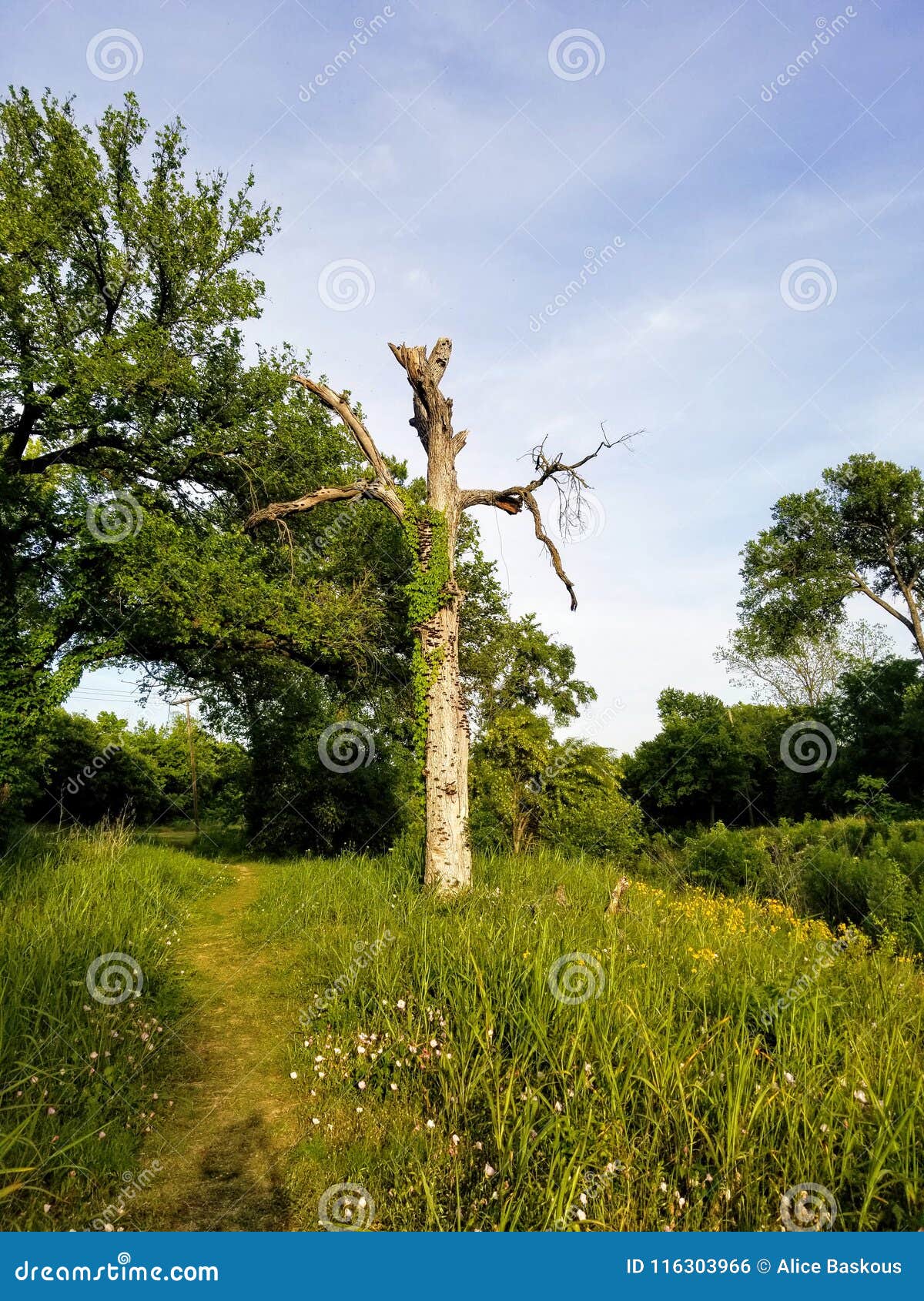 Tree trunk at Killeen park stock photo. Image of killeen - 116303966