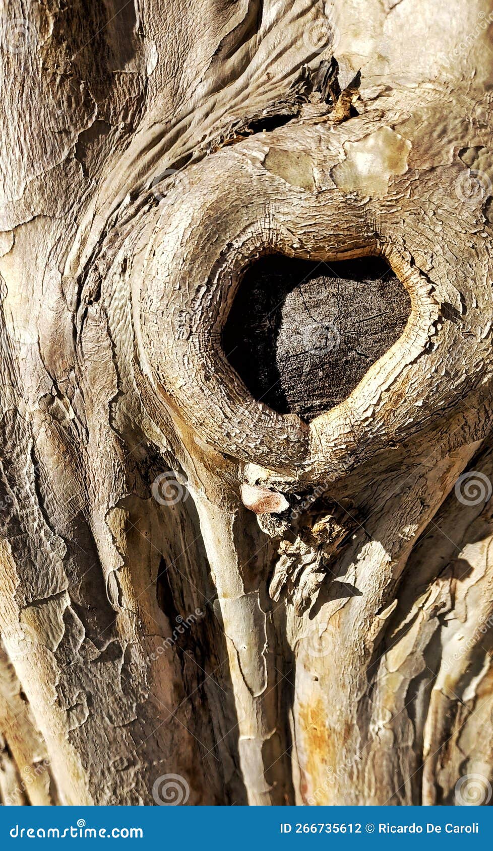 Tree Trunk, with a Knot Caused by Pruning a Branch, Natural Texture ...