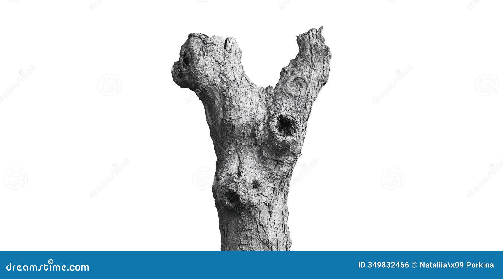 Tree Trunk with Knots Isolated on Transparent Background Stock Photo ...