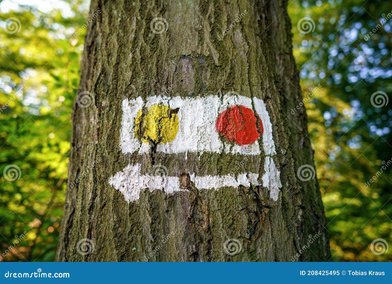 A Tree Trunk Labeled with Signposts and Symbols Stock Image - Image of ...